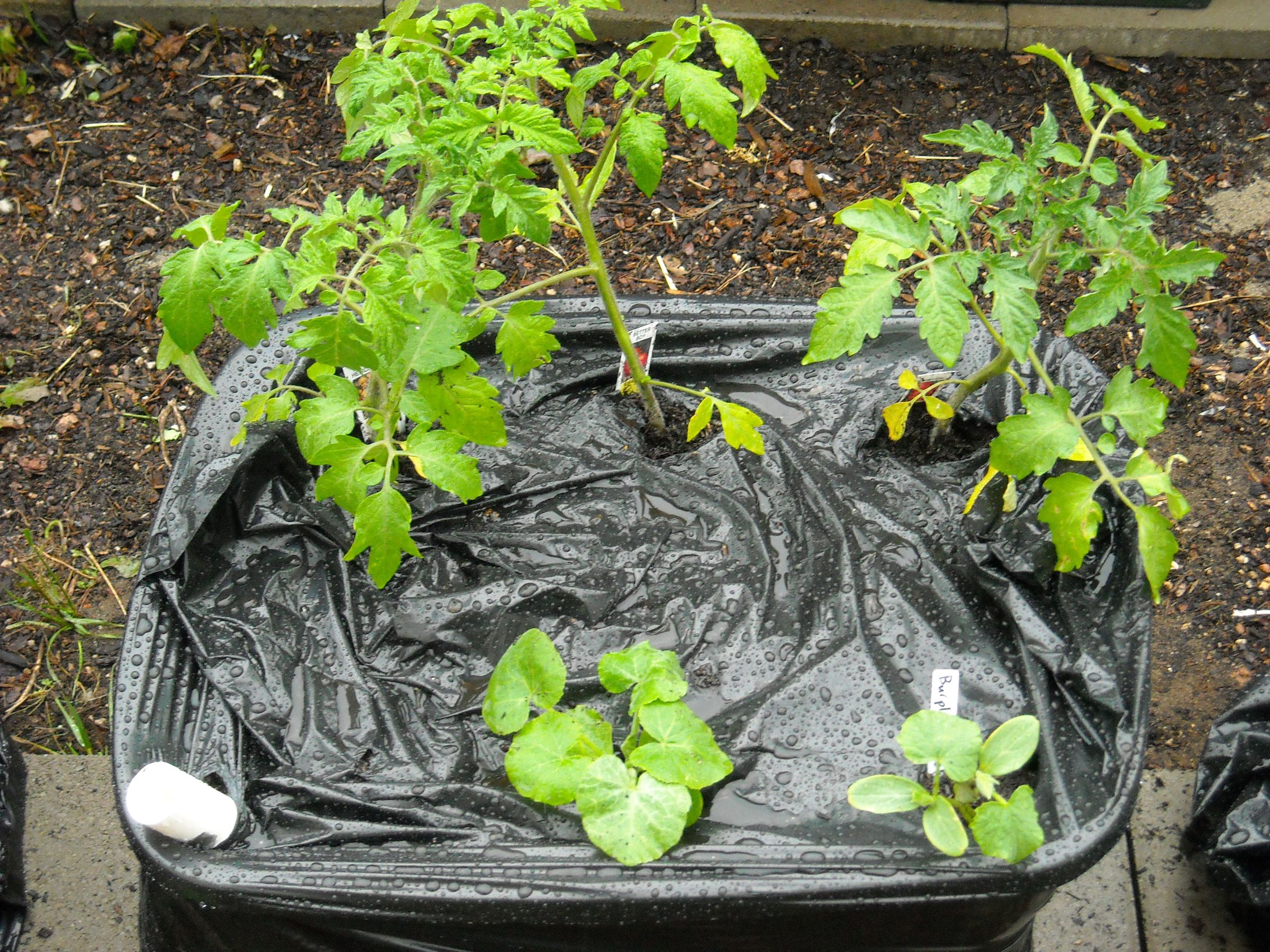 TerraHydro Boxes, the Ultimate Self-Watering Vegetable Container System ...