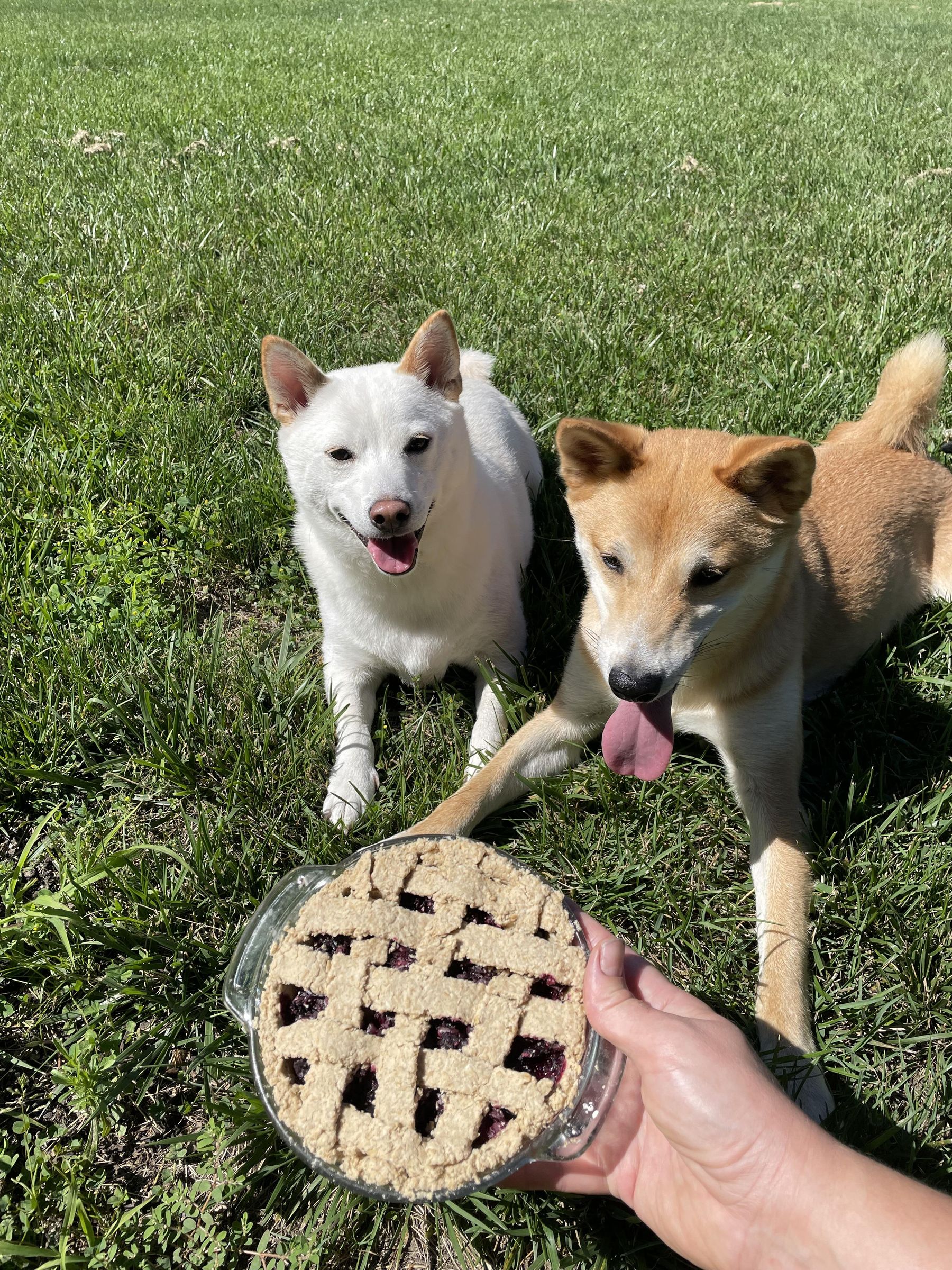Doggie Blueberry Pie : 7 Steps (with Pictures) - Instructables