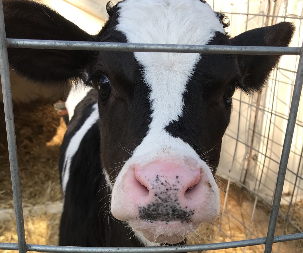 Got Milk : 7 Steps (with Pictures) - Instructables