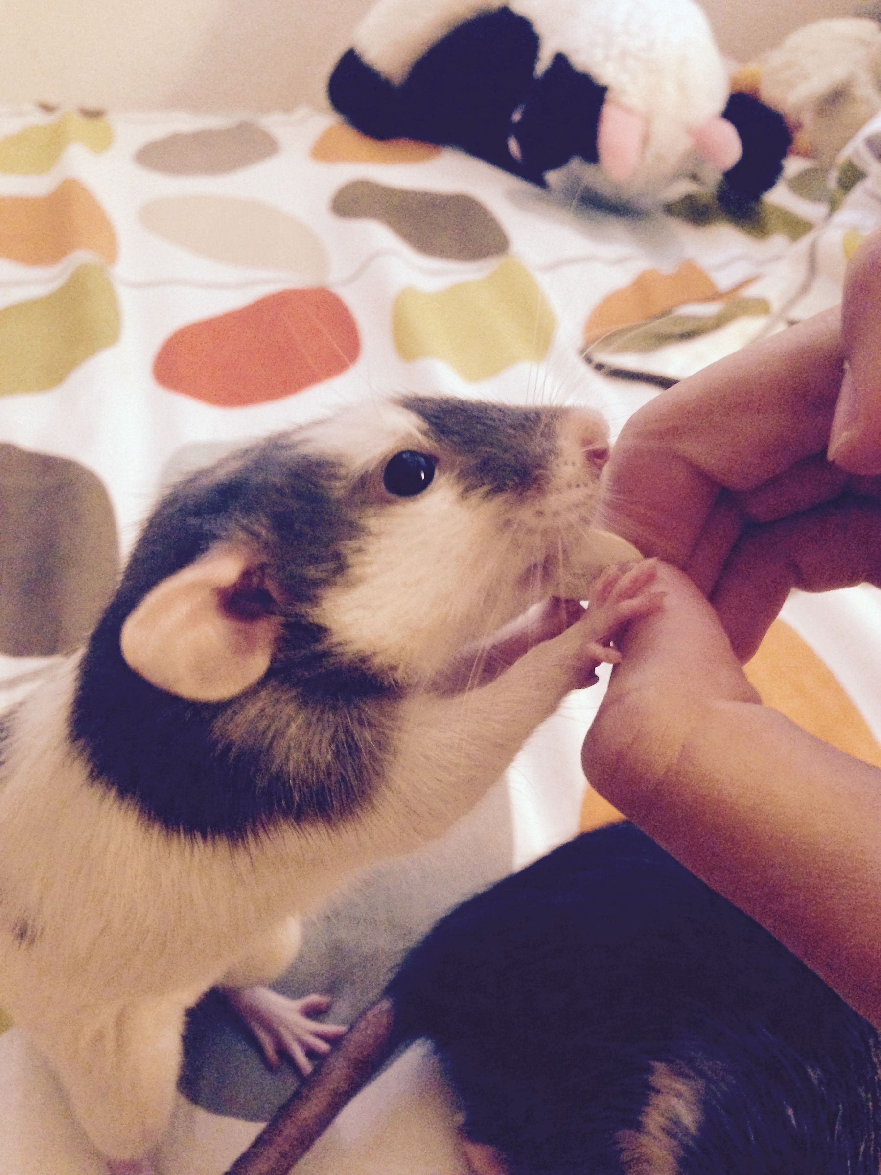 How to Train Your Rat and Other Rodents : 6 Steps - Instructables