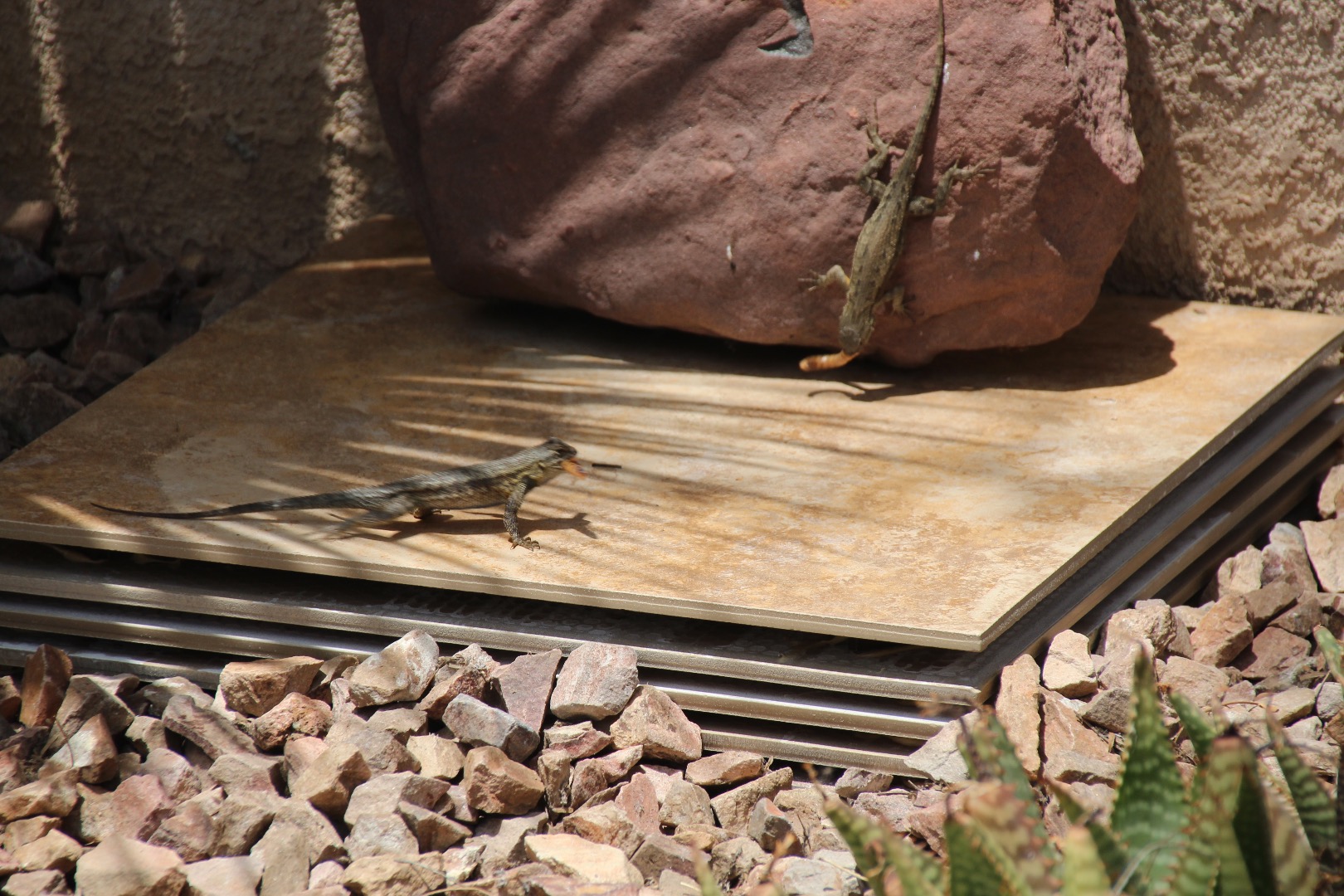 Build a Backyard Lizard Condo : 3 Steps (with Pictures) - Instructables