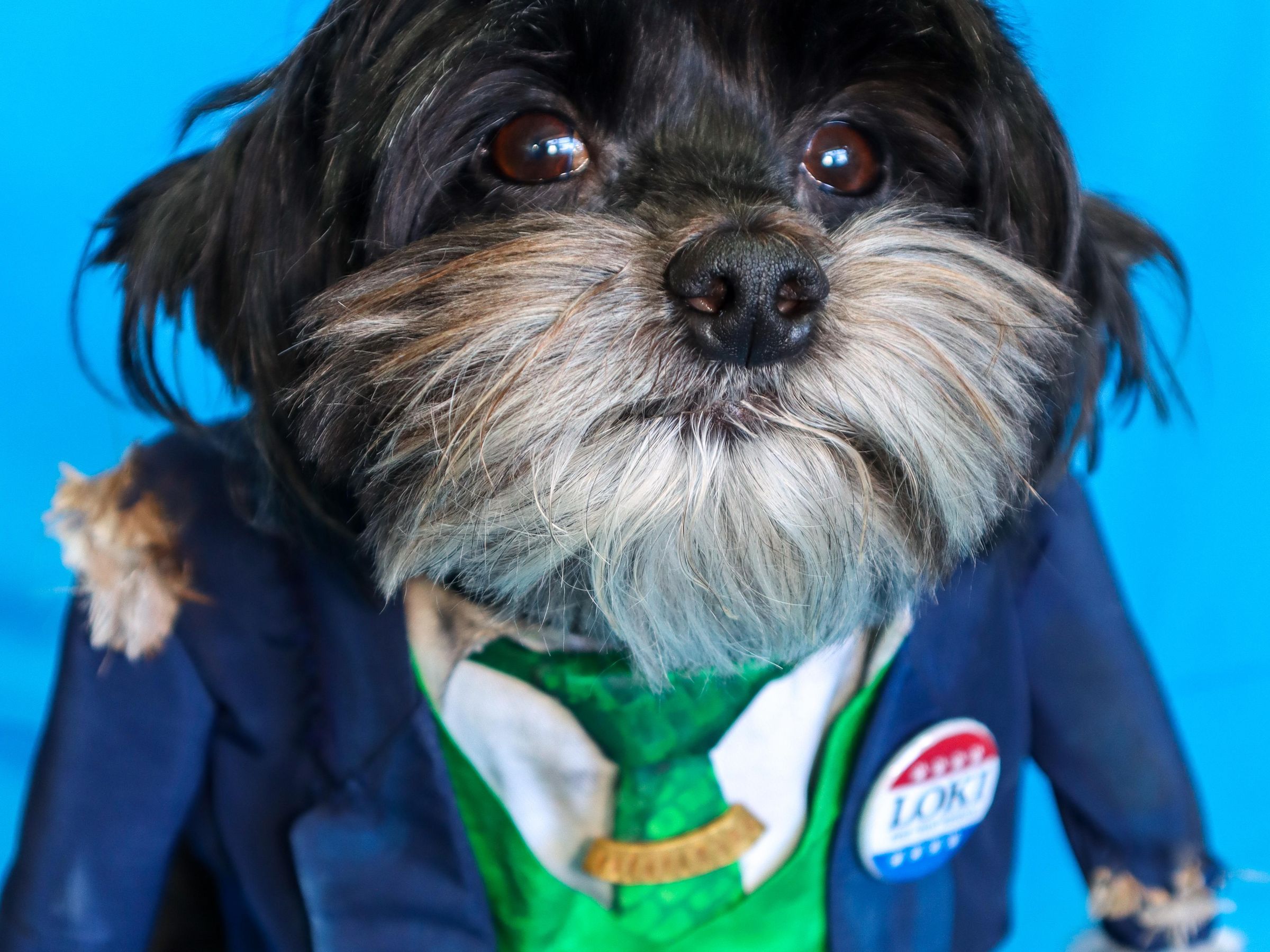 Loki Dog Cosplay: Loki for "PAW"sident : 25 Steps (with Pictures ...