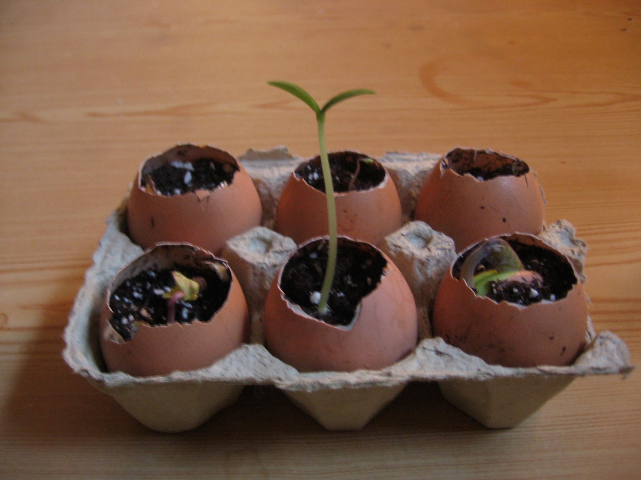 Eggshell Seed Starters : 7 Steps (with Pictures) - Instructables