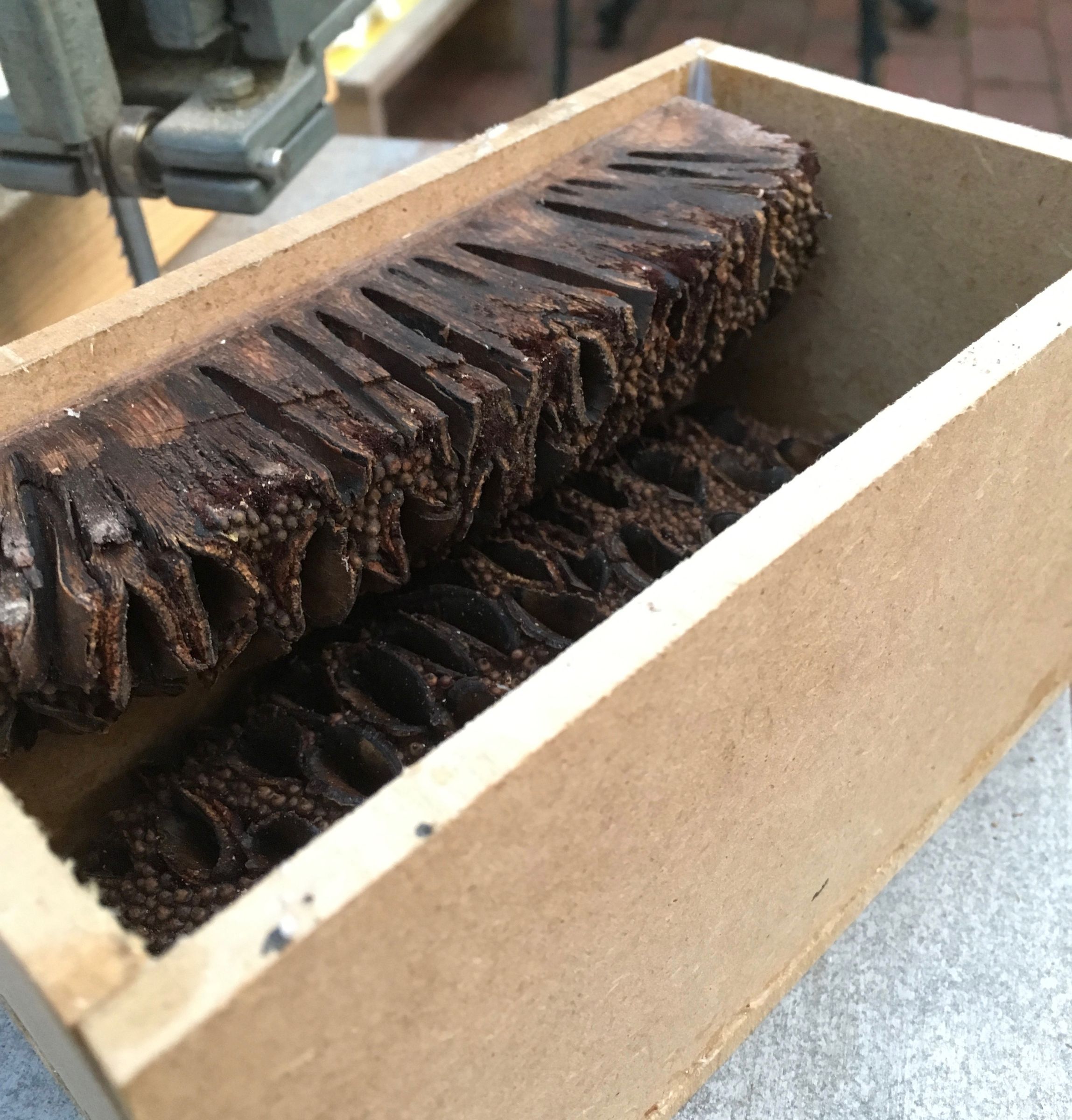 Banksia Nut Epoxy Cast : 6 Steps - Instructables