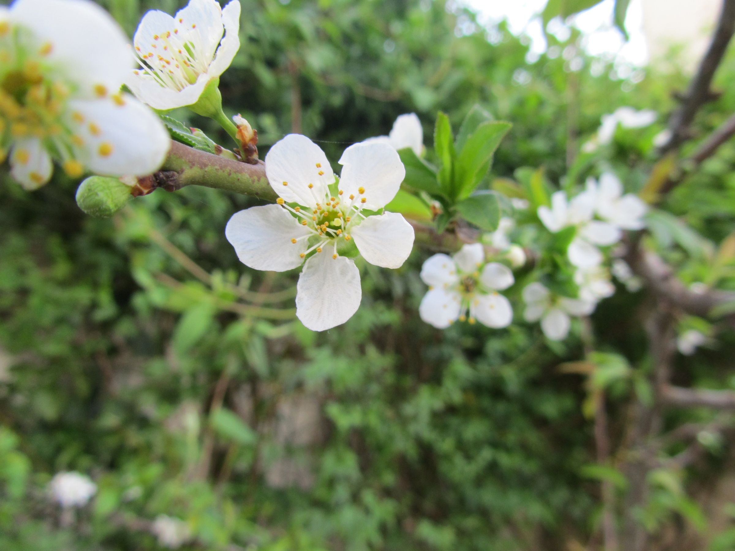 Plum Tree Flowers (with Pictures) - Instructables