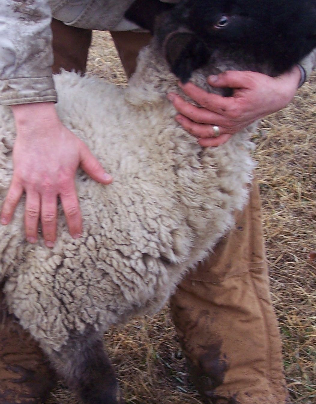 How to Butcher a Lamb : 12 Steps - Instructables