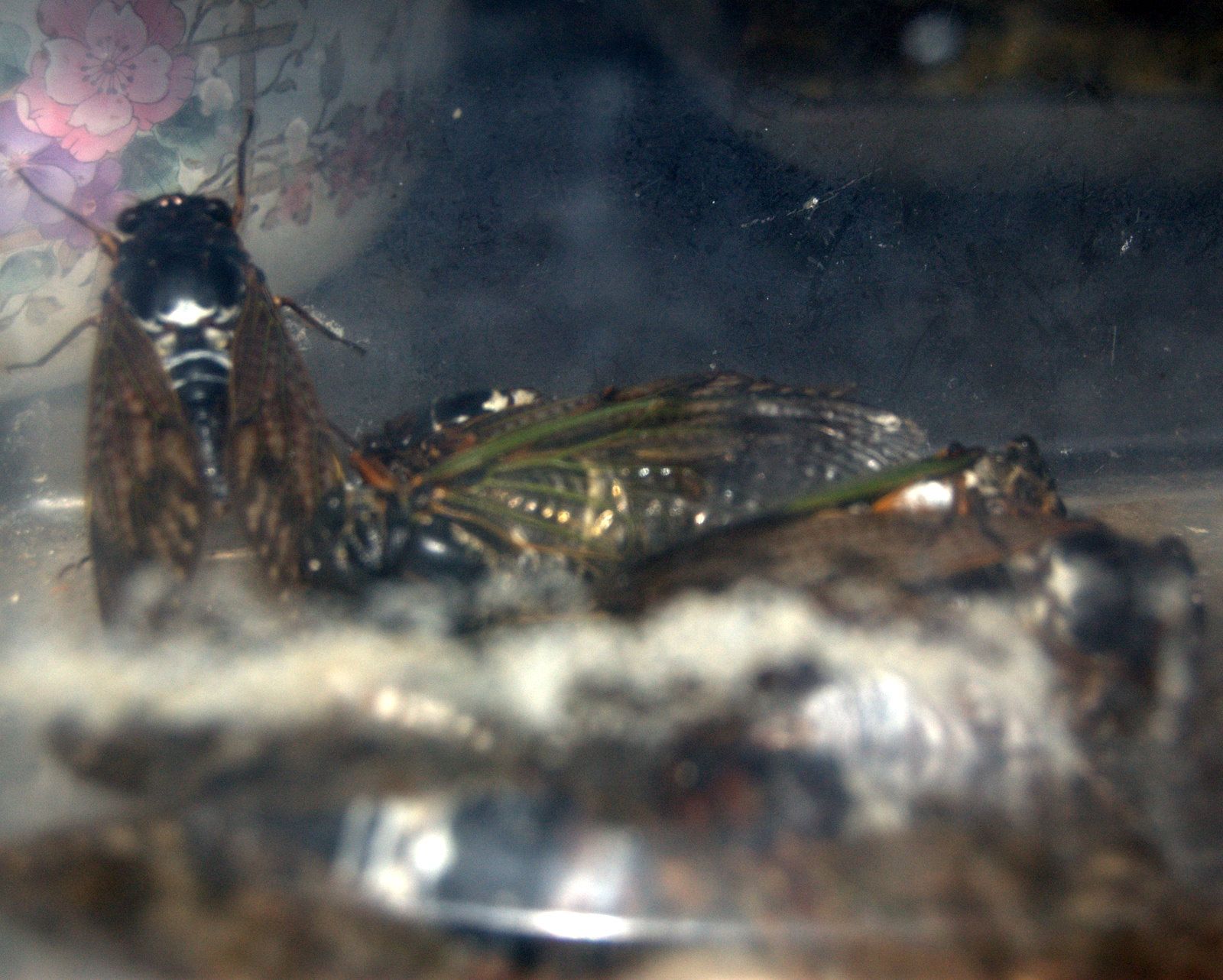 How to Eat Cicada. Get Prepared for Great Famine! : 5 Steps - Instructables