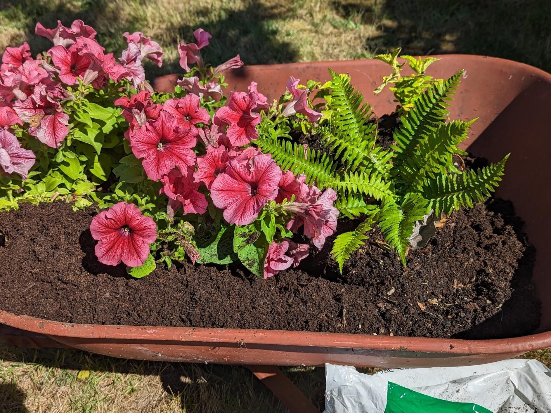 Wheelbarrow Planter : 5 Steps (with Pictures) - Instructables