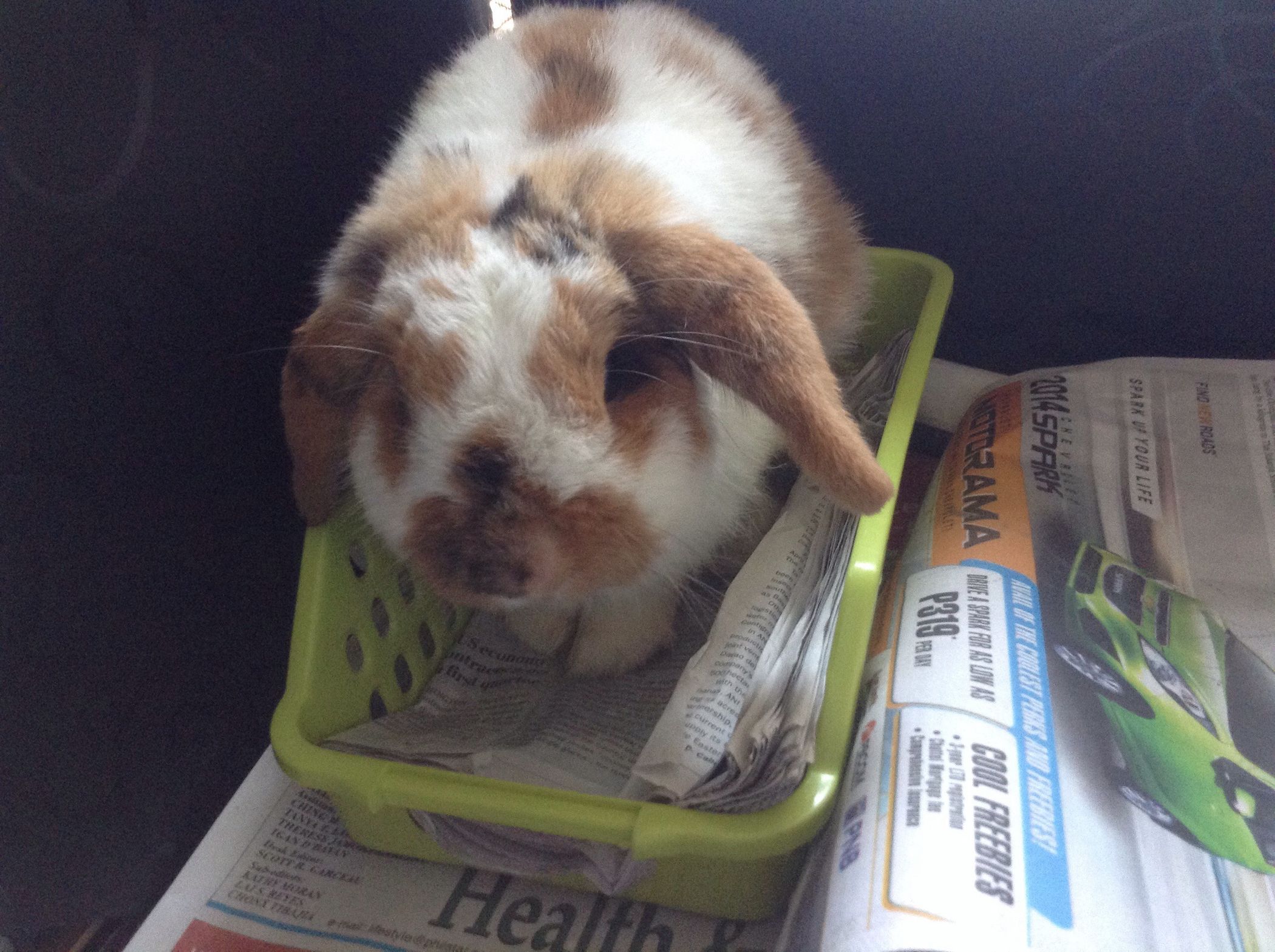 Rabbit Care Info : 4 Steps - Instructables