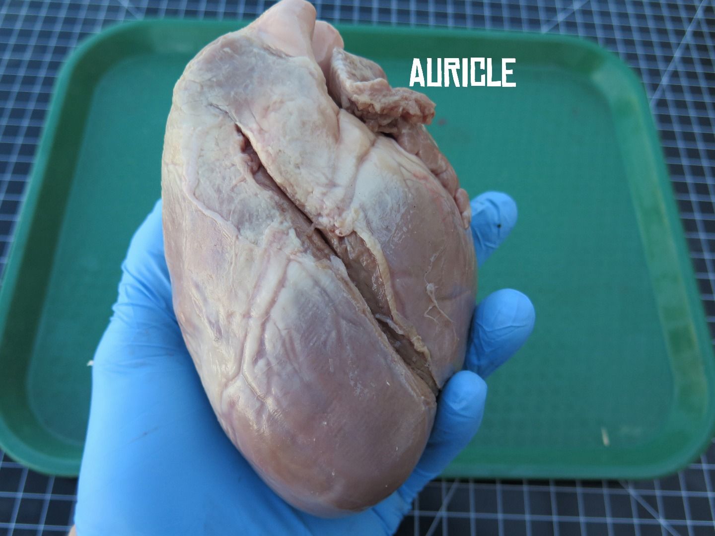 Heart Dissection : 8 Steps (with Pictures) - Instructables