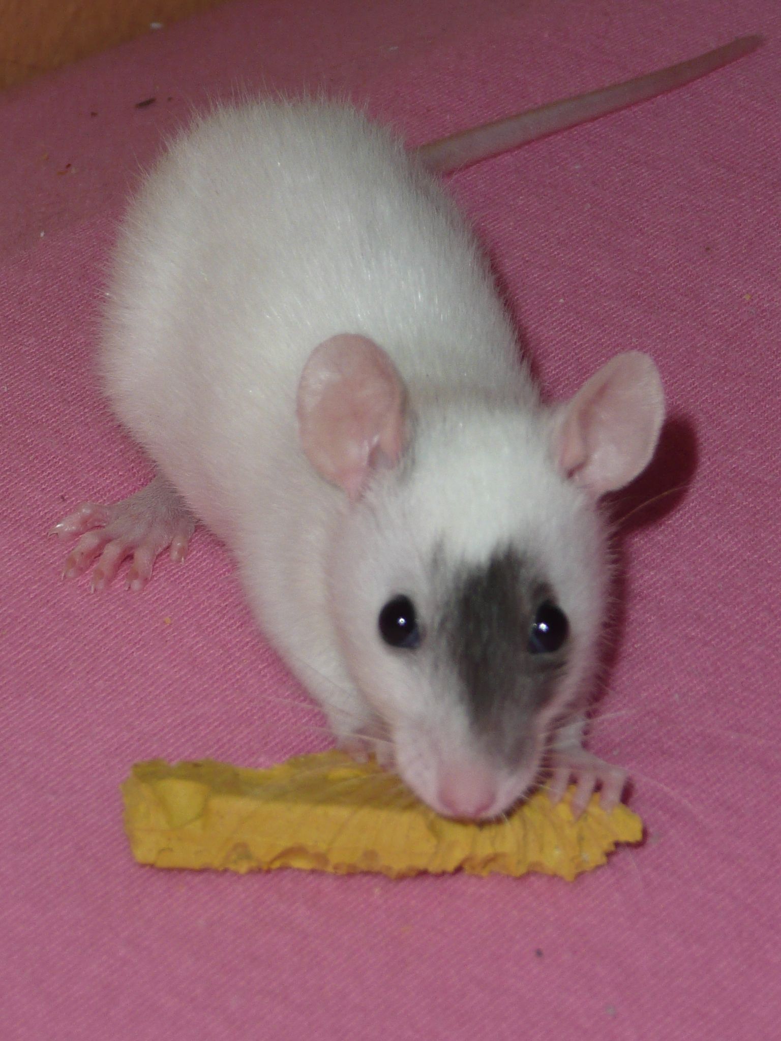 How To: Pet Rats : 8 Steps - Instructables