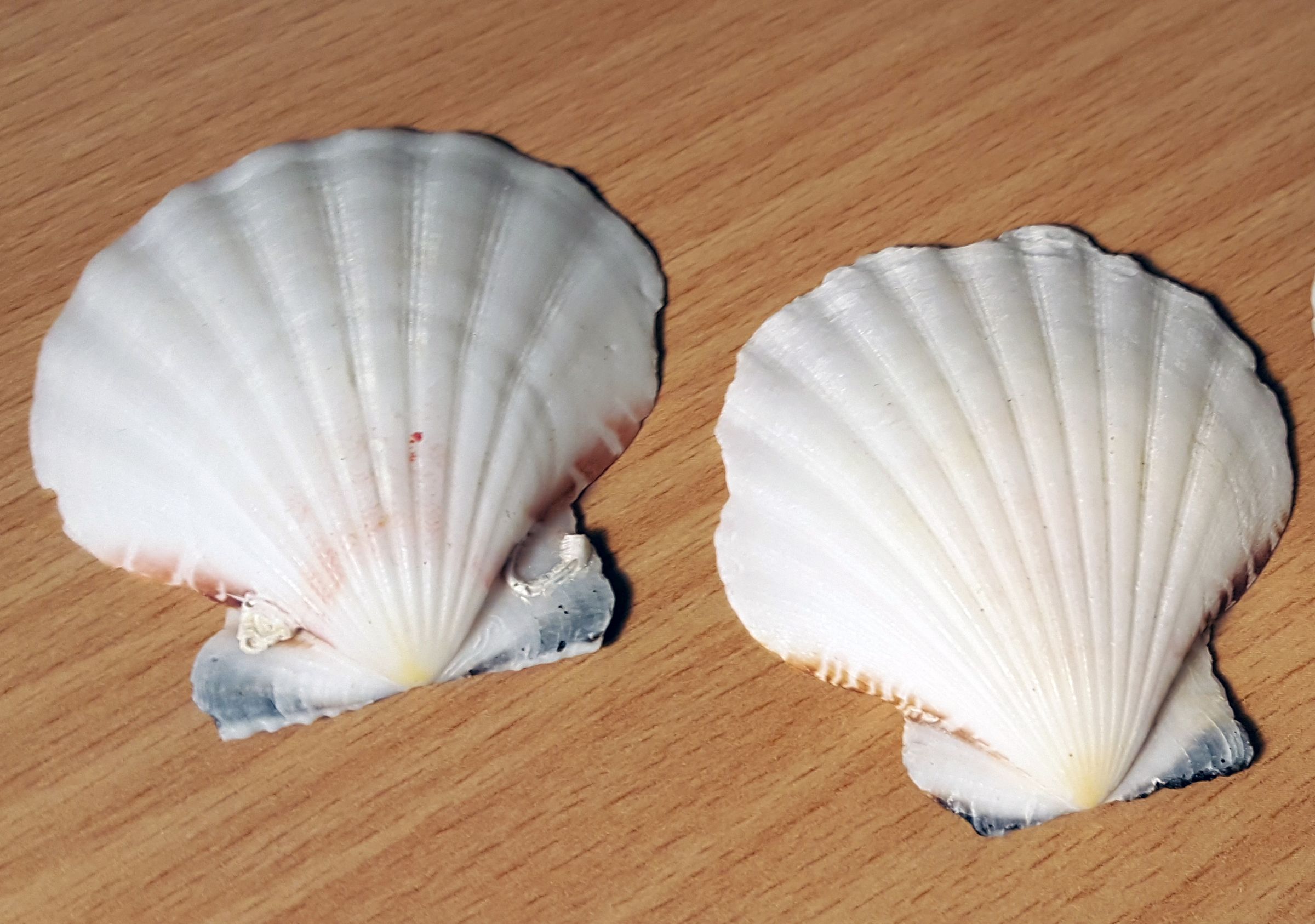 LED-illuminated Seashell Engagement Ring Box : 9 Steps (with Pictures ...