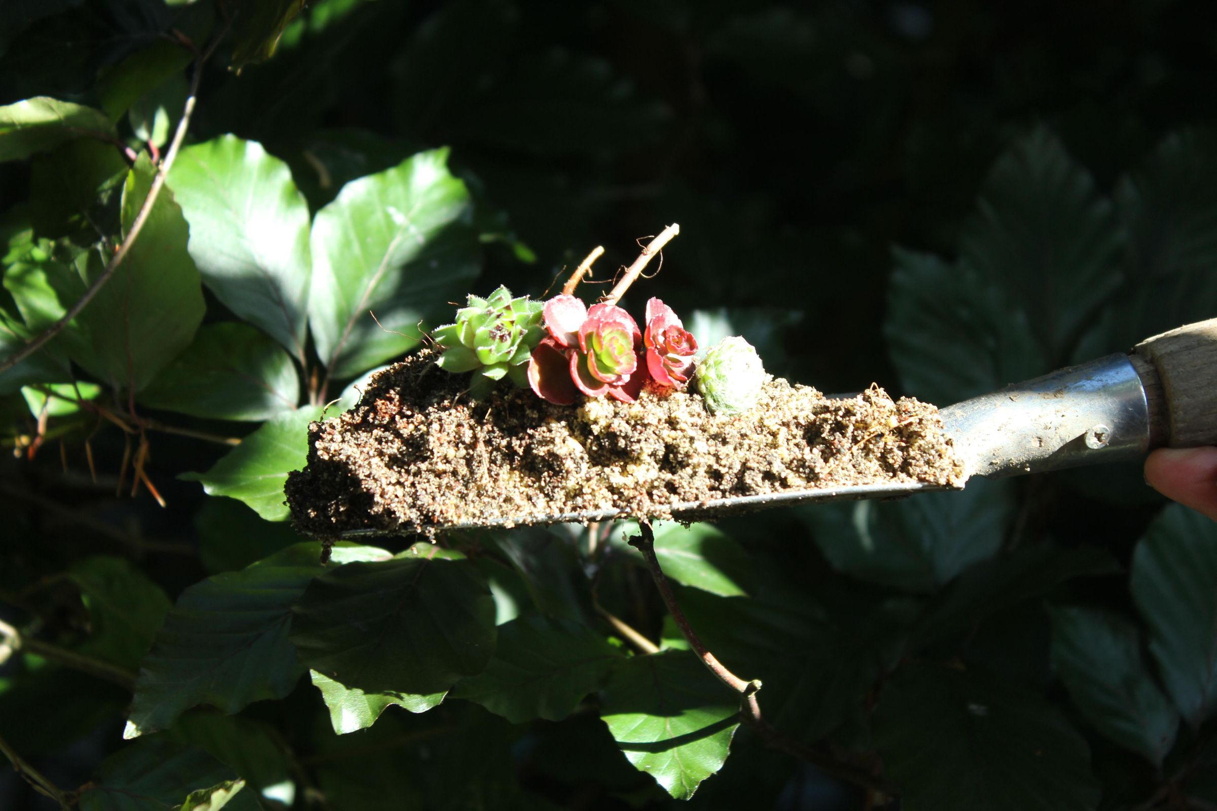 Lampshade to Planter Conversion : 6 Steps (with Pictures) - Instructables