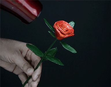 The Color Changing Rose : 9 Steps (with Pictures) - Instructables