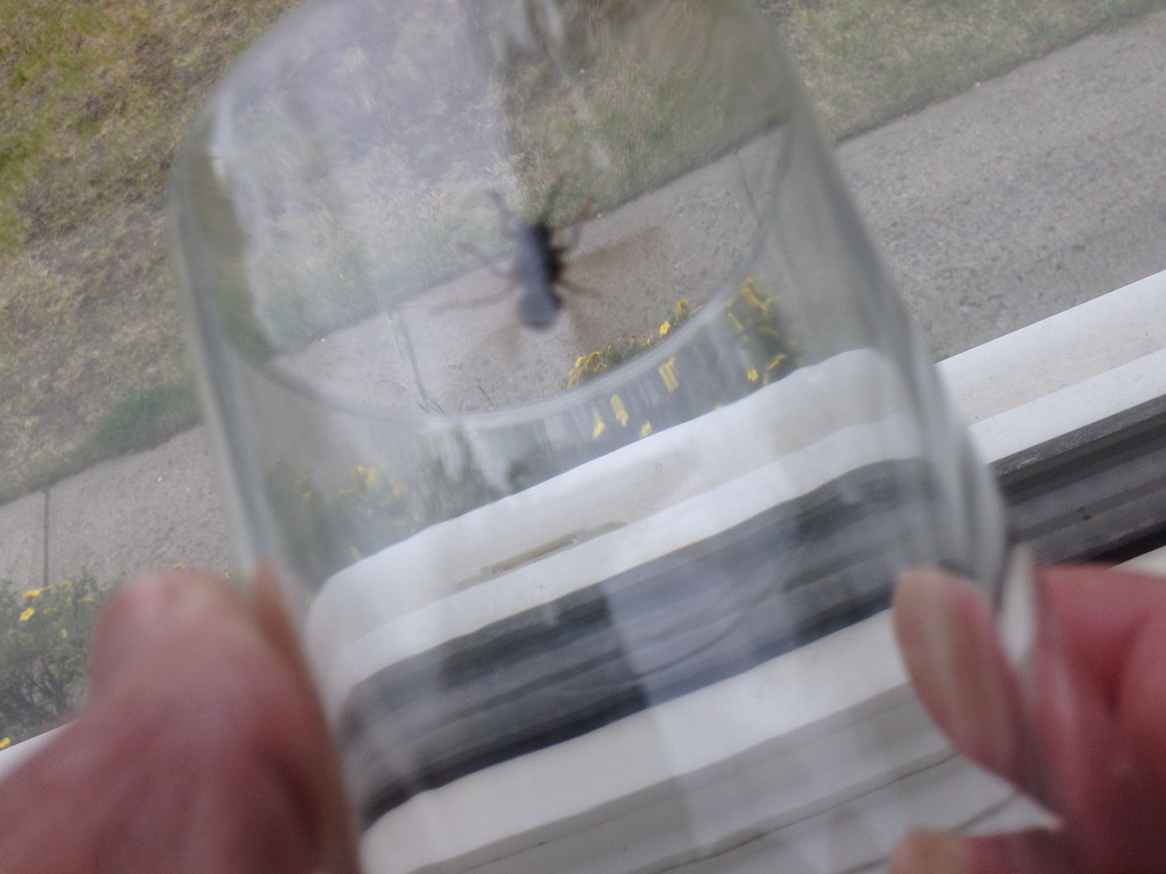 Catch and Release Insects : 5 Steps (with Pictures) - Instructables