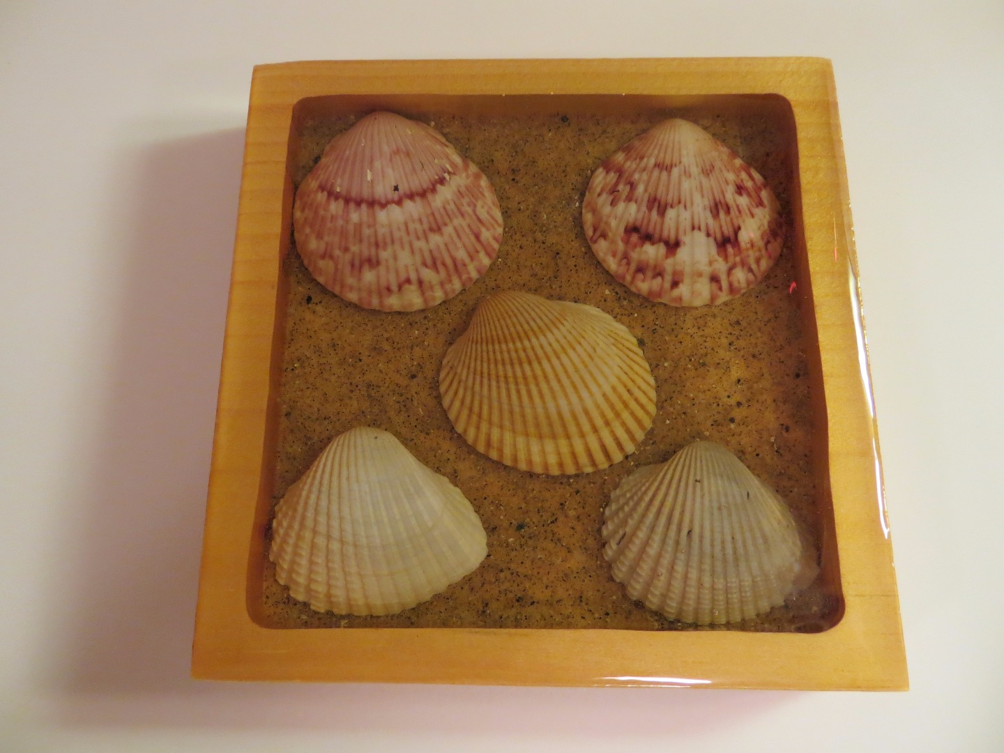 Sea Shell Drink Coaster : 6 Steps - Instructables