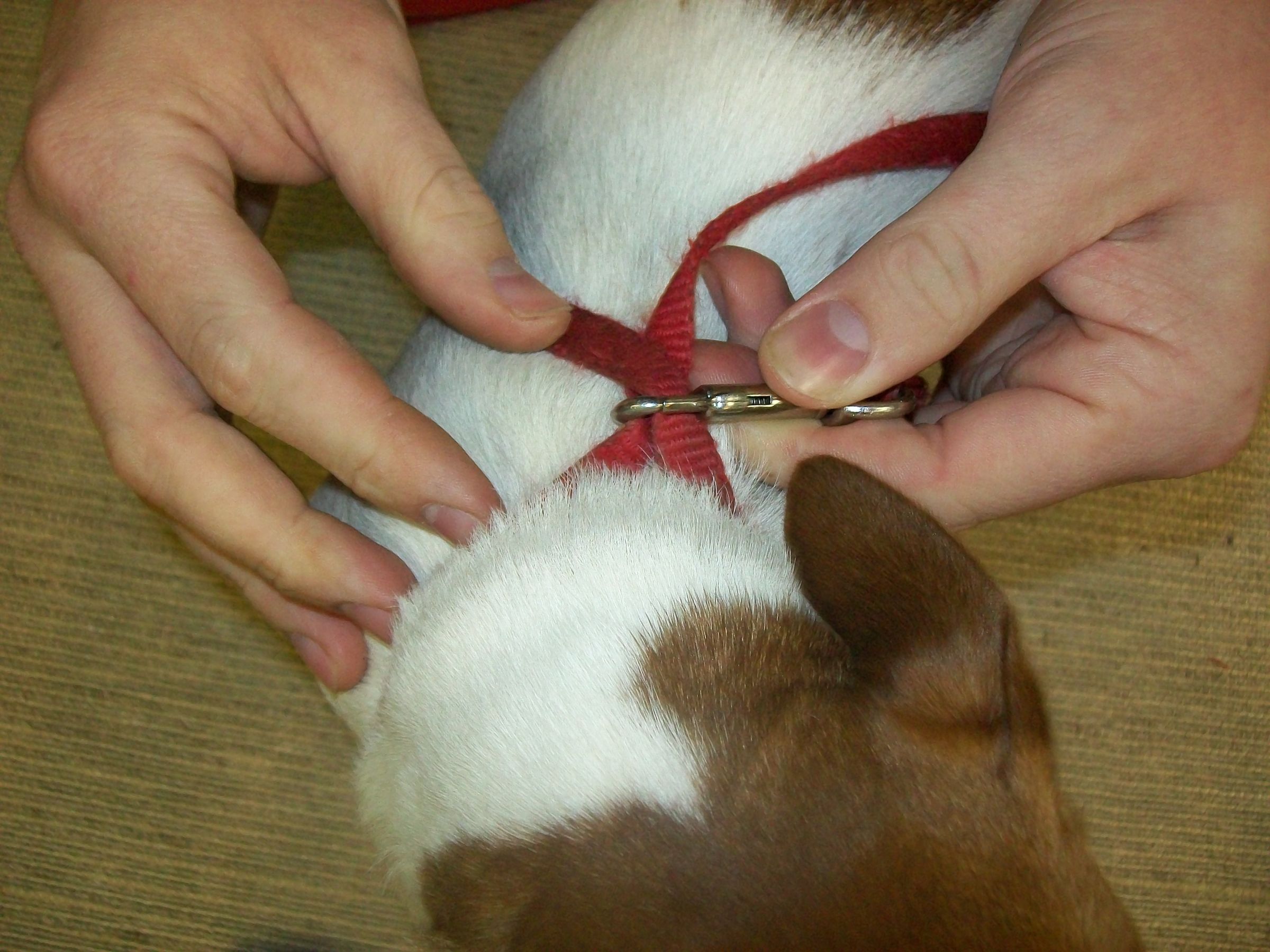 FREE Emergency Dog Halter : 5 Steps (with Pictures) - Instructables