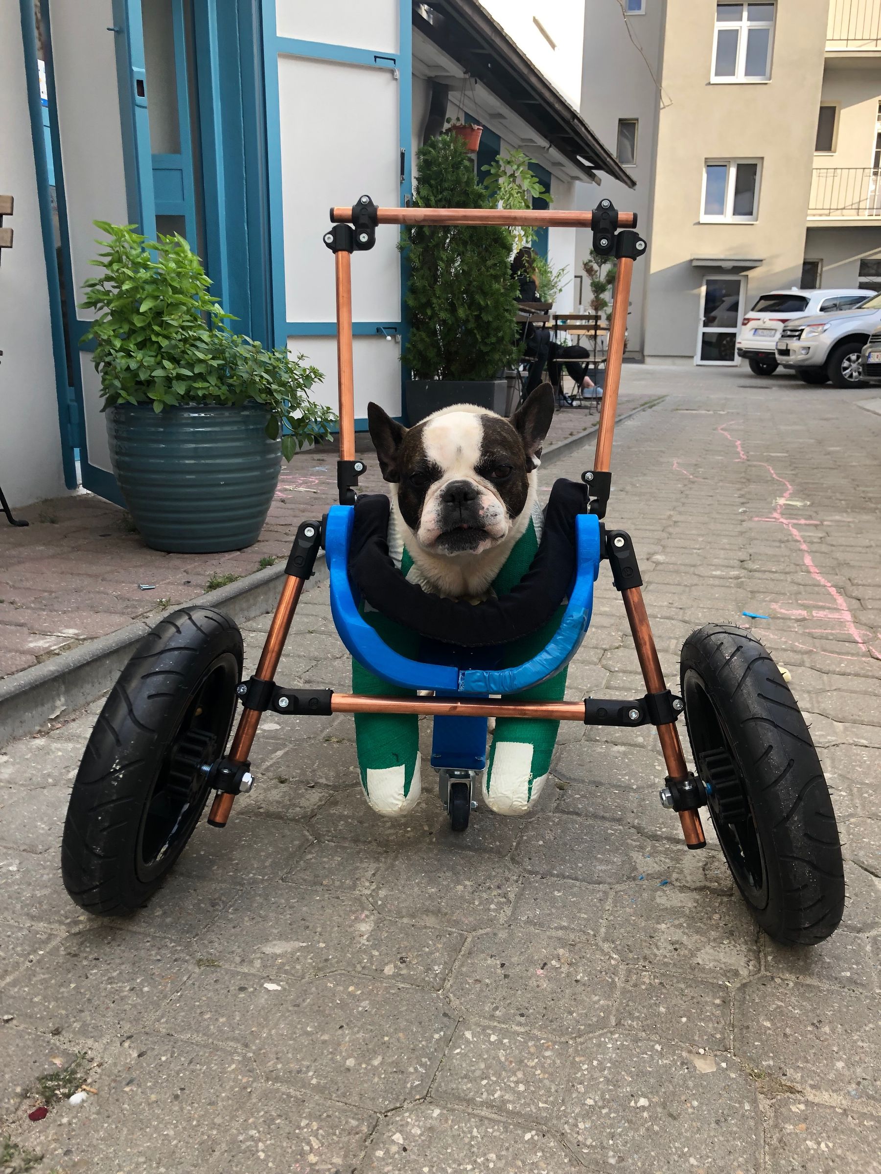 Adaptable Wheelchair for Handicapped Dogs : 5 Steps (with Pictures ...