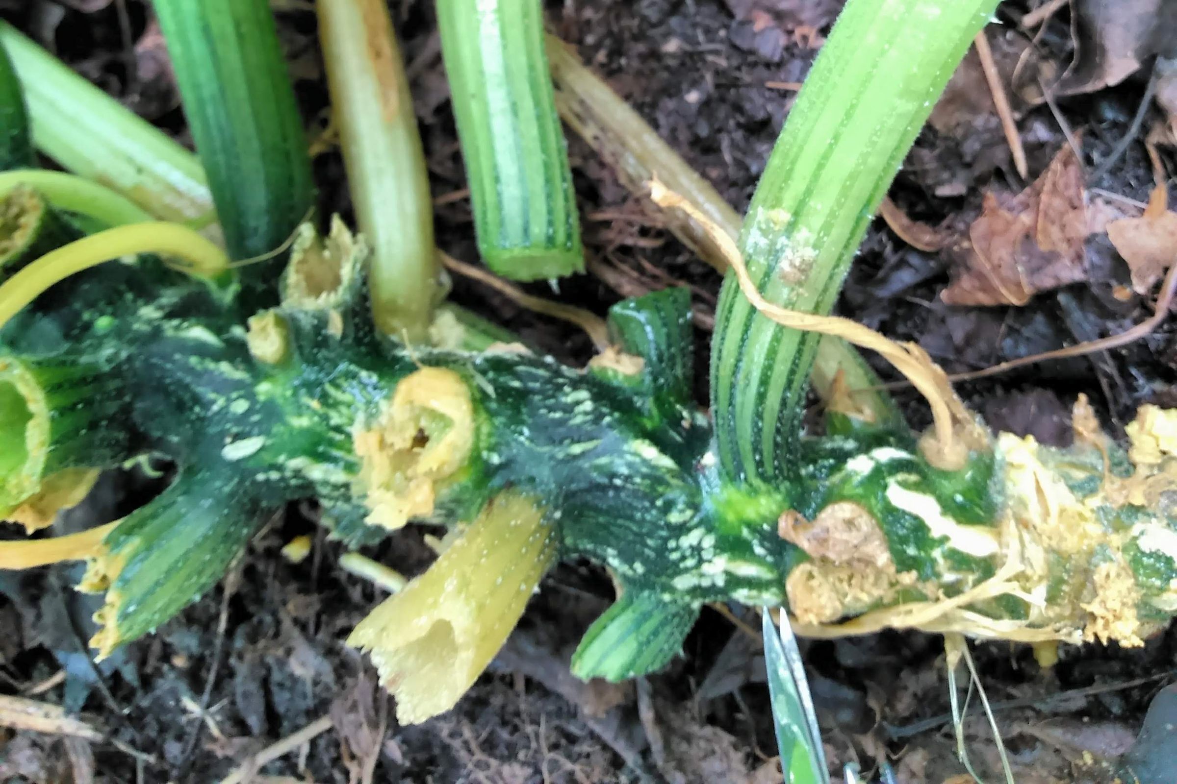How to Hunt Vine Borers : 17 Steps (with Pictures) - Instructables