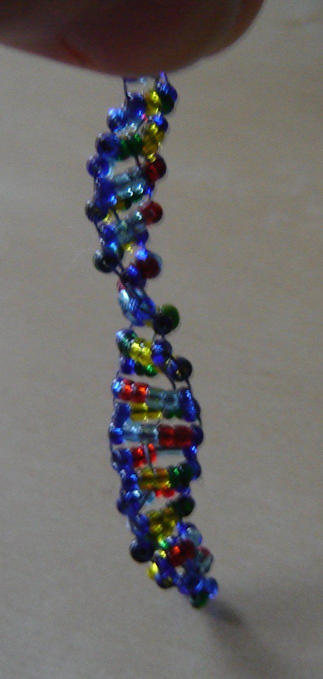 Dna Model Project With Beads