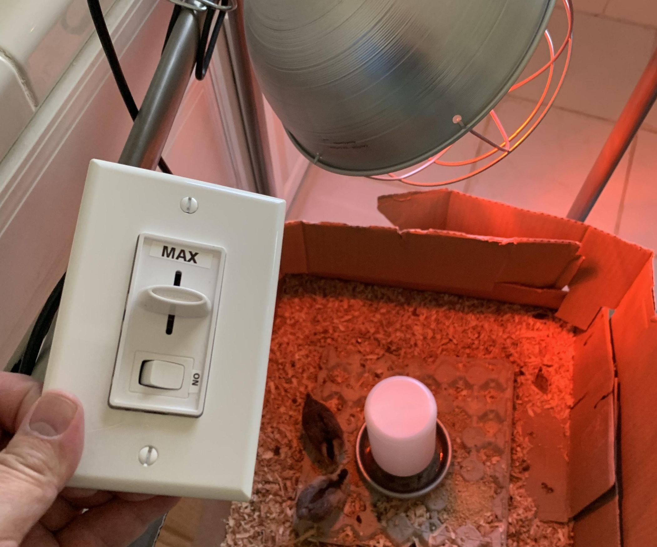 DIY Dimmer for Chick Brooder Lamp : 9 Steps (with Pictures) - Instructables