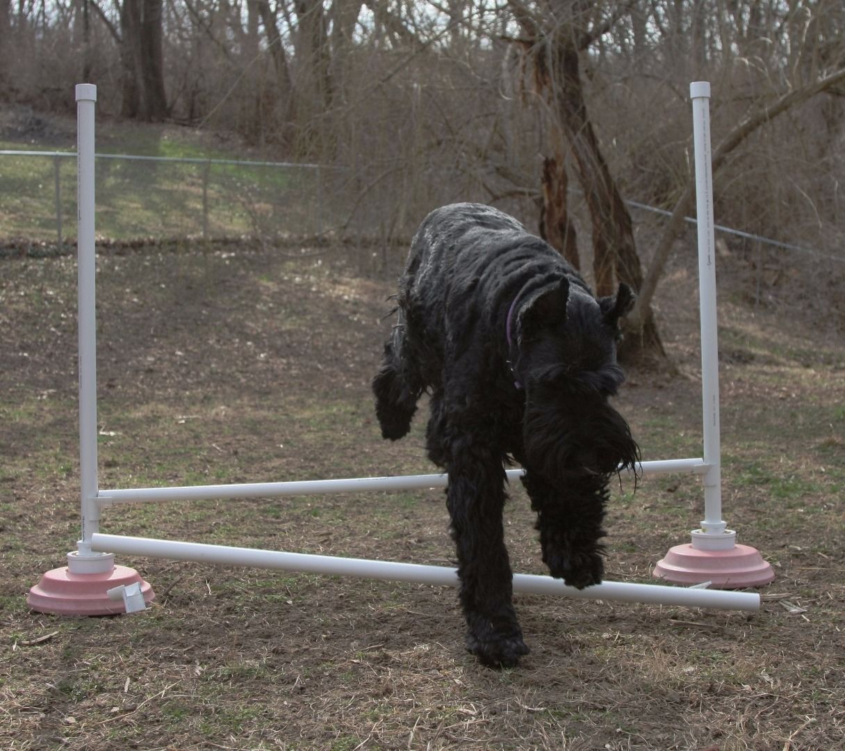 Portable Dog Agility Bar Jump : 5 Steps (with Pictures) - Instructables