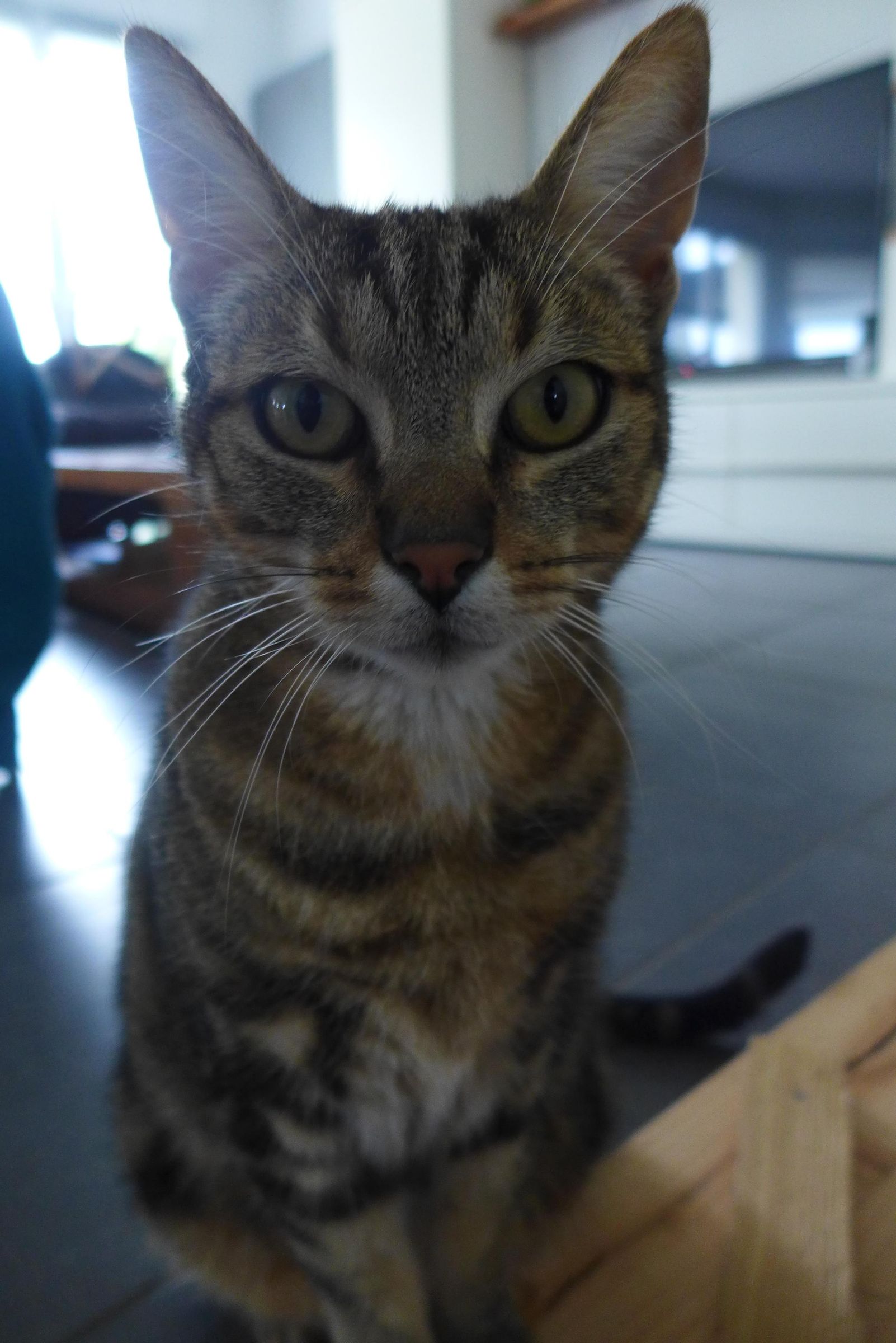 Automatic Kibble Dispenser : 10 Steps (with Pictures) - Instructables