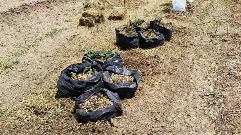 Tater Totes: Potato Grow Bags : 7 Steps (with Pictures) - Instructables