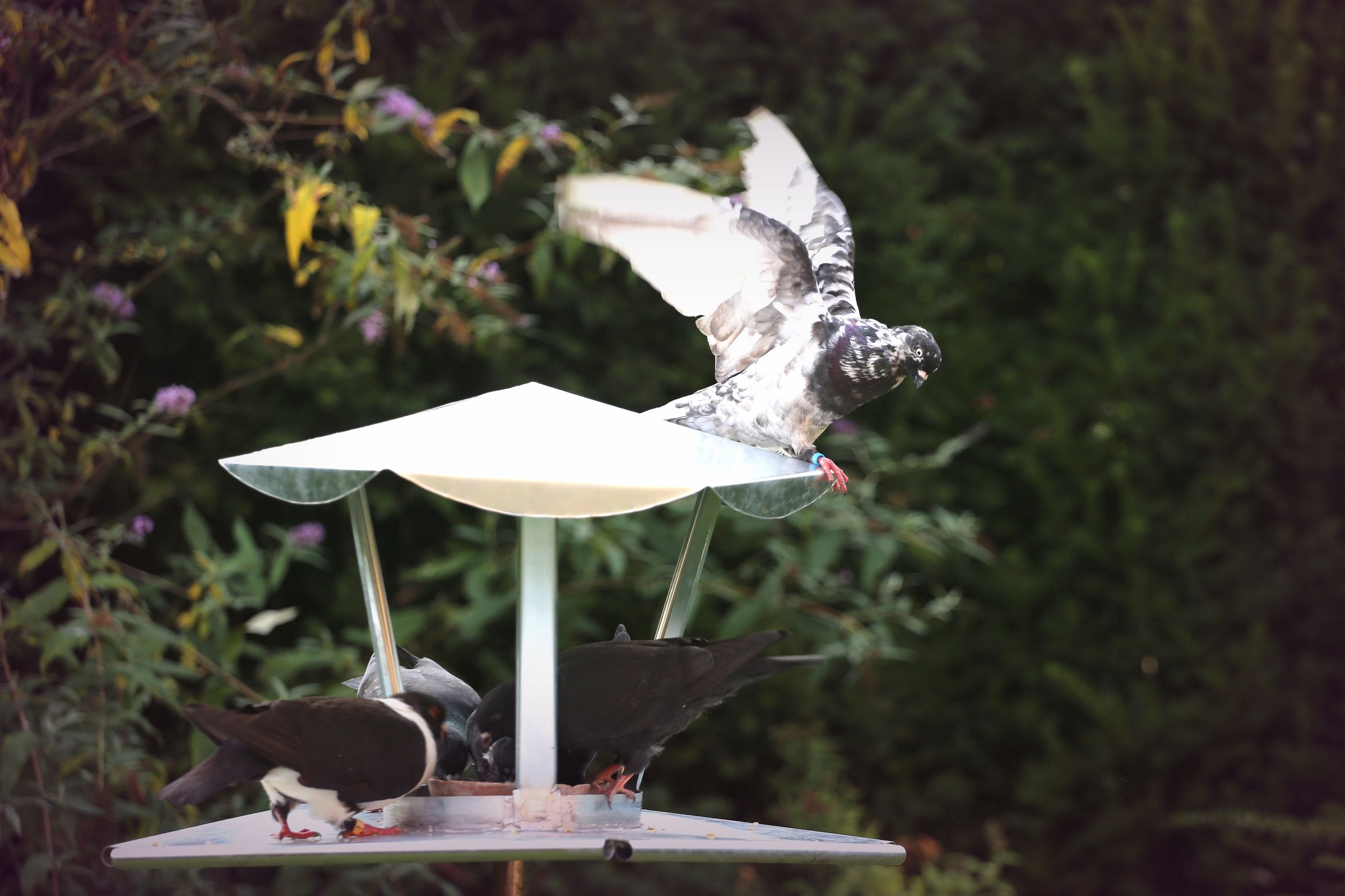 Indestructable Metal Pigeon/Birdfeeder : 8 Steps - Instructables