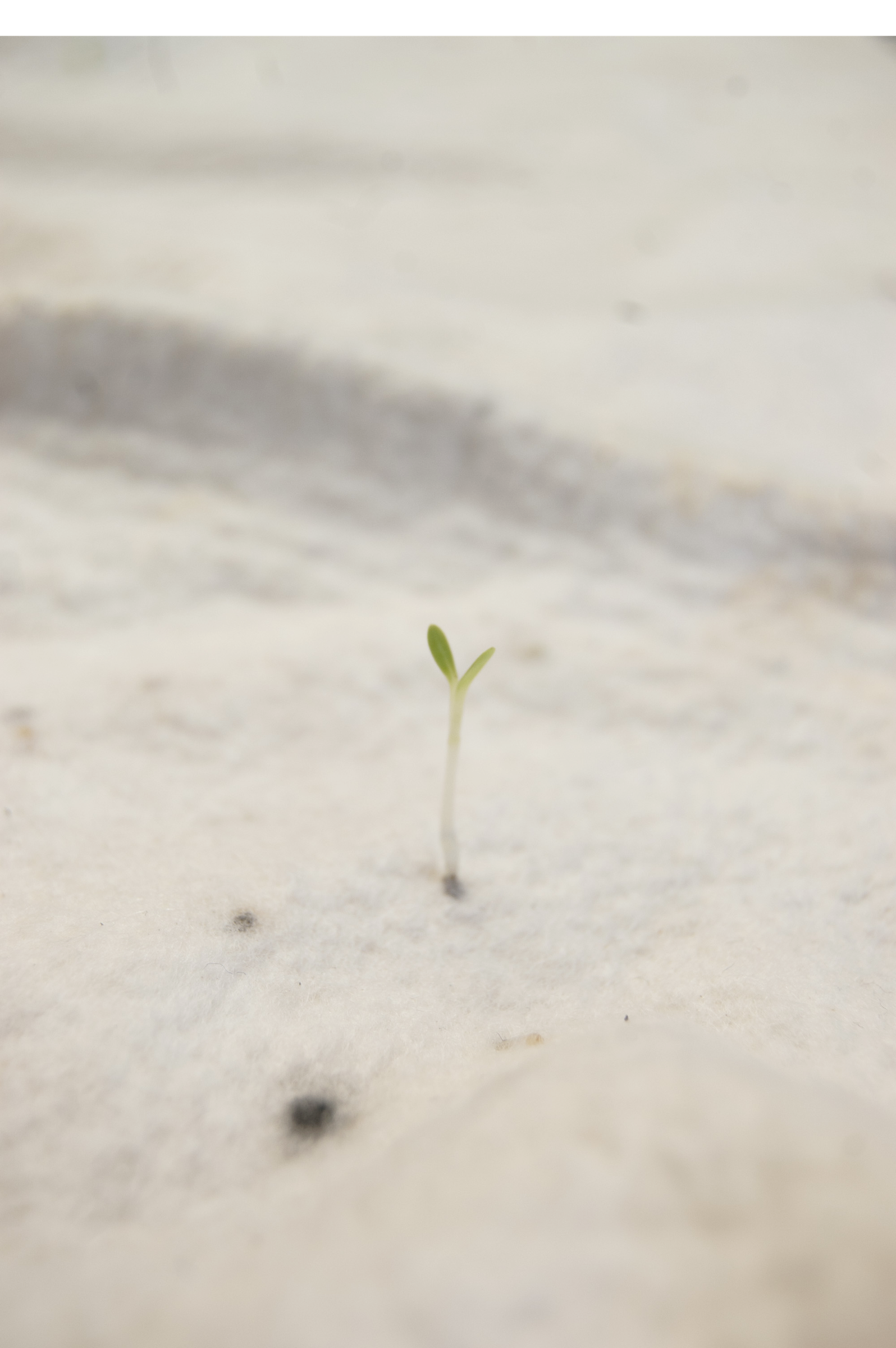 PLANTABLE HANDMADE FELT / FIELTRO ARTESANAL PLANTABLE : 14 Steps ...