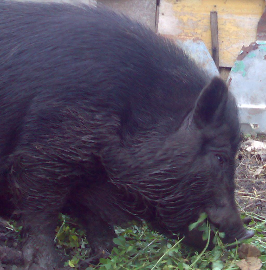Build a Pigsty Out of Empty Bottles : 4 Steps - Instructables
