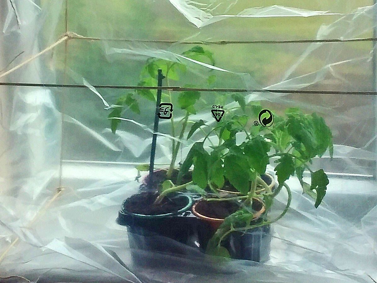 No-Budget Windowsill Greenhouse : 4 Steps (with Pictures) - Instructables