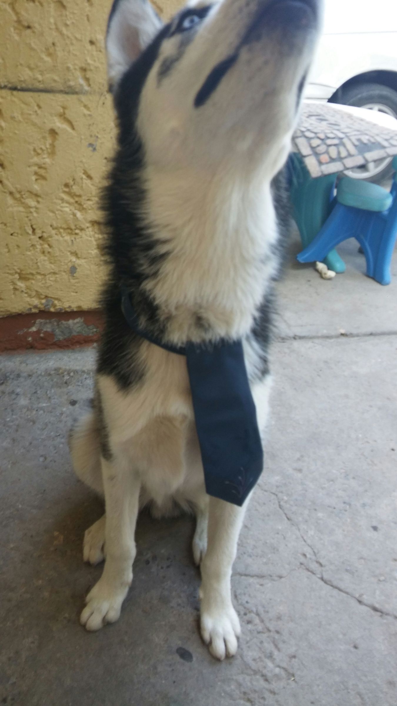 Dog Ties : 10 Steps (with Pictures) - Instructables