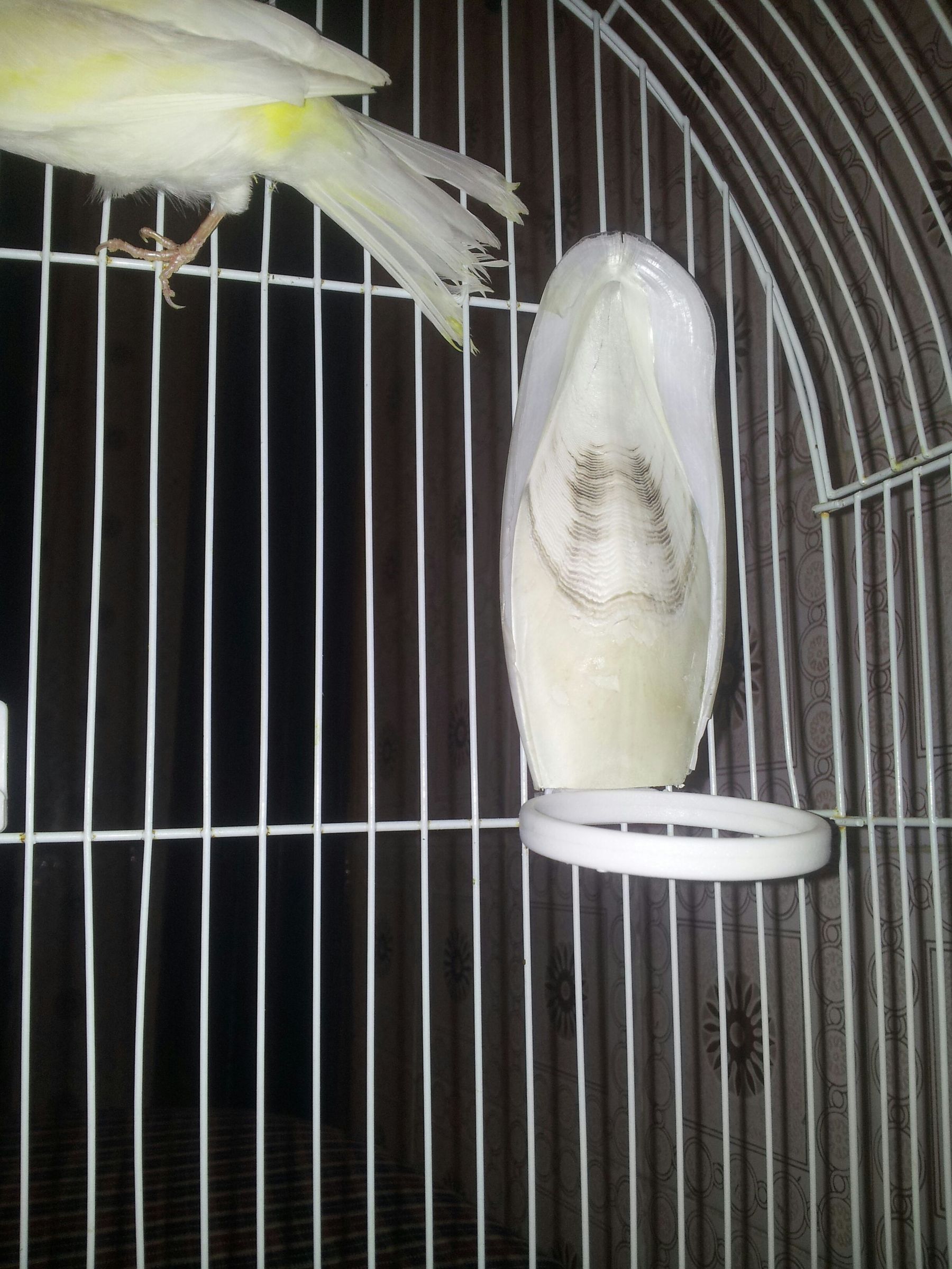 Zip Tie Cuttlebone Holder for Birds : 6 Steps - Instructables