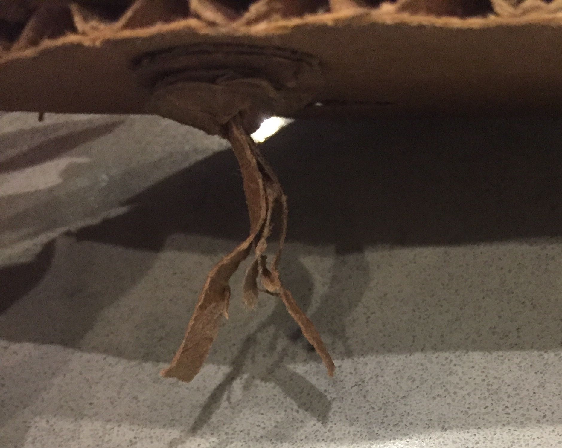 Cardboard Chameleon : 6 Steps - Instructables