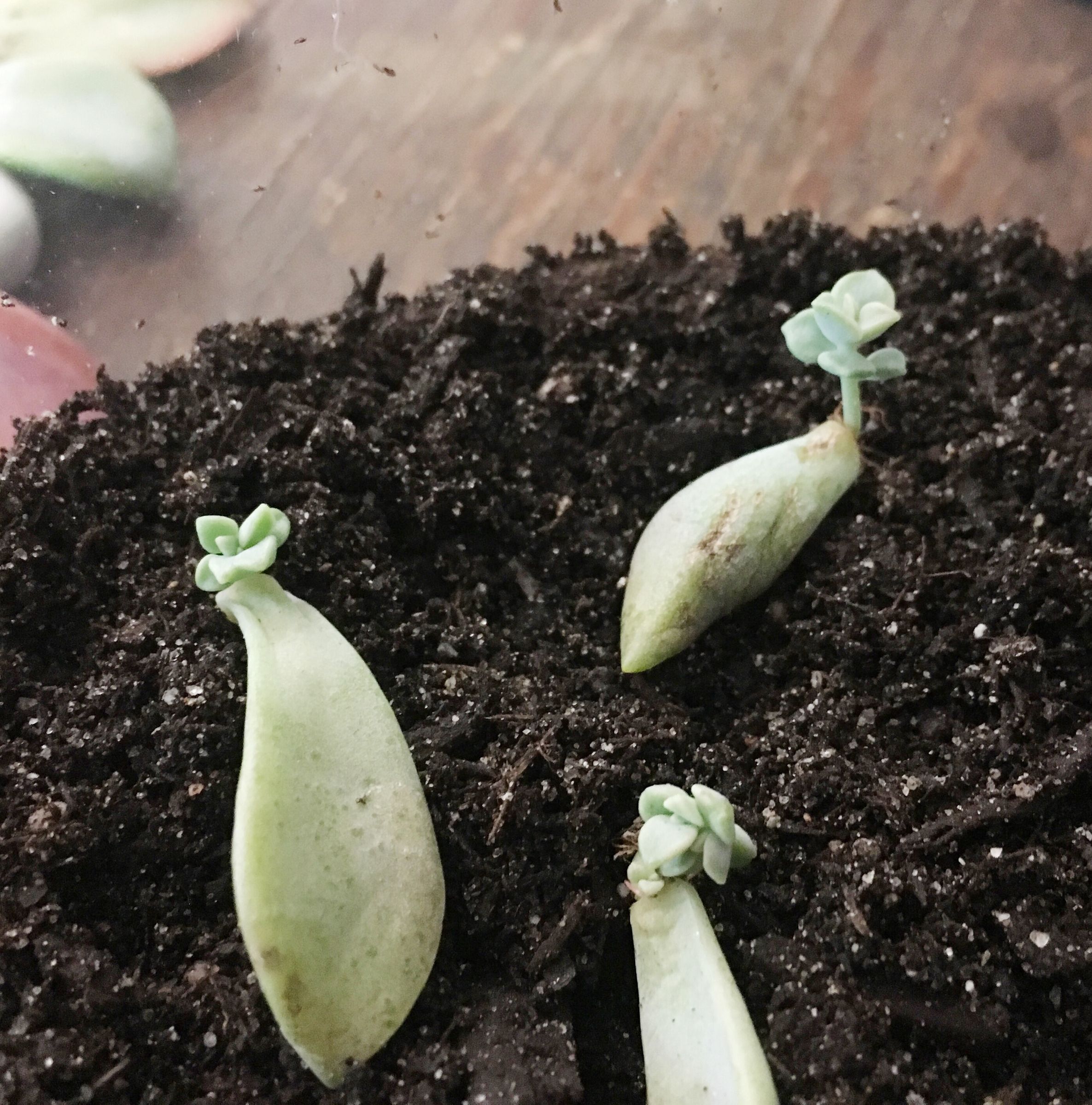 Easy Succulent Propagation : 6 Steps (with Pictures) - Instructables