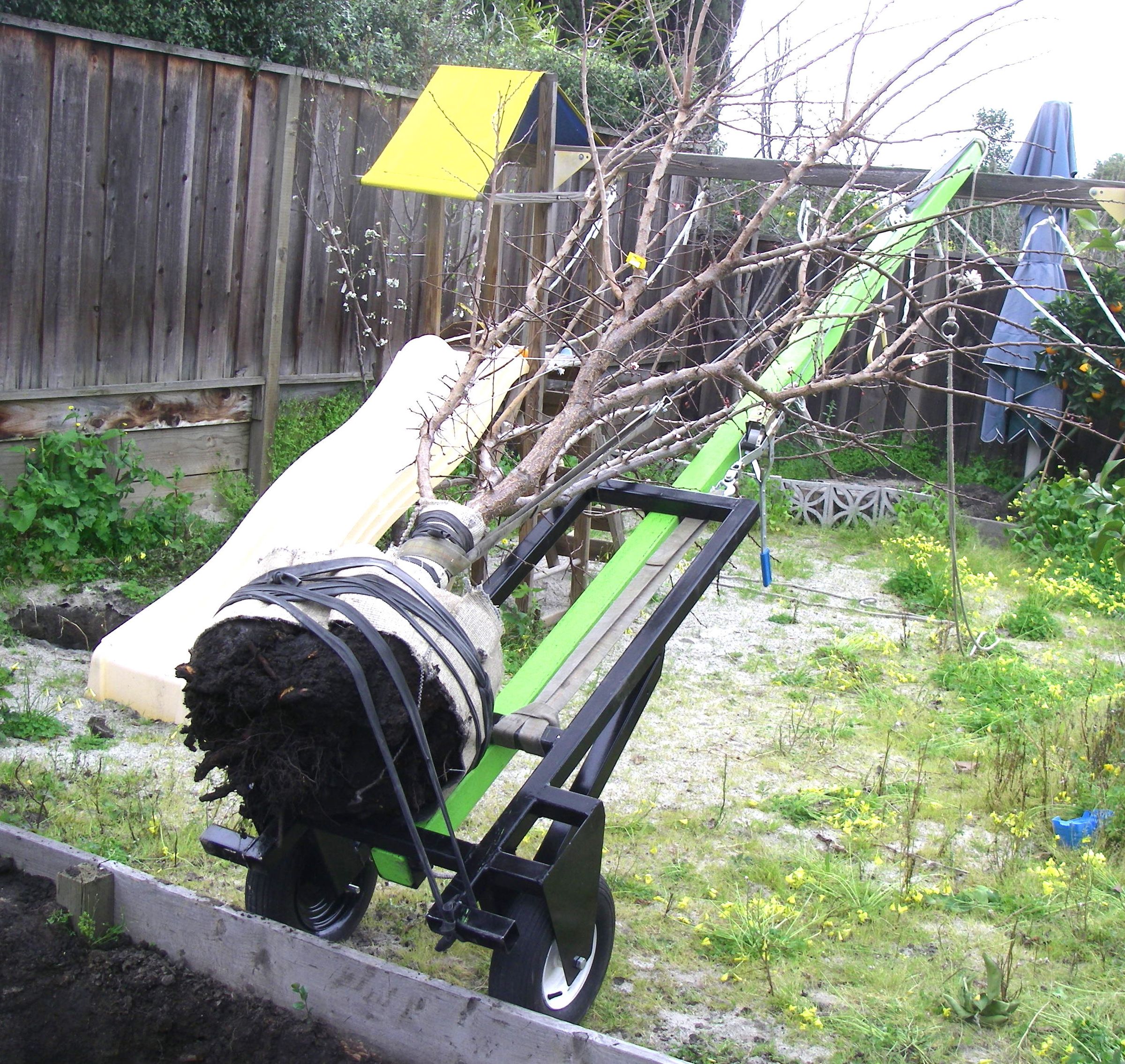 Transplant a Tree With a Giant Two Wheel Dolly : 10 Steps (with ...
