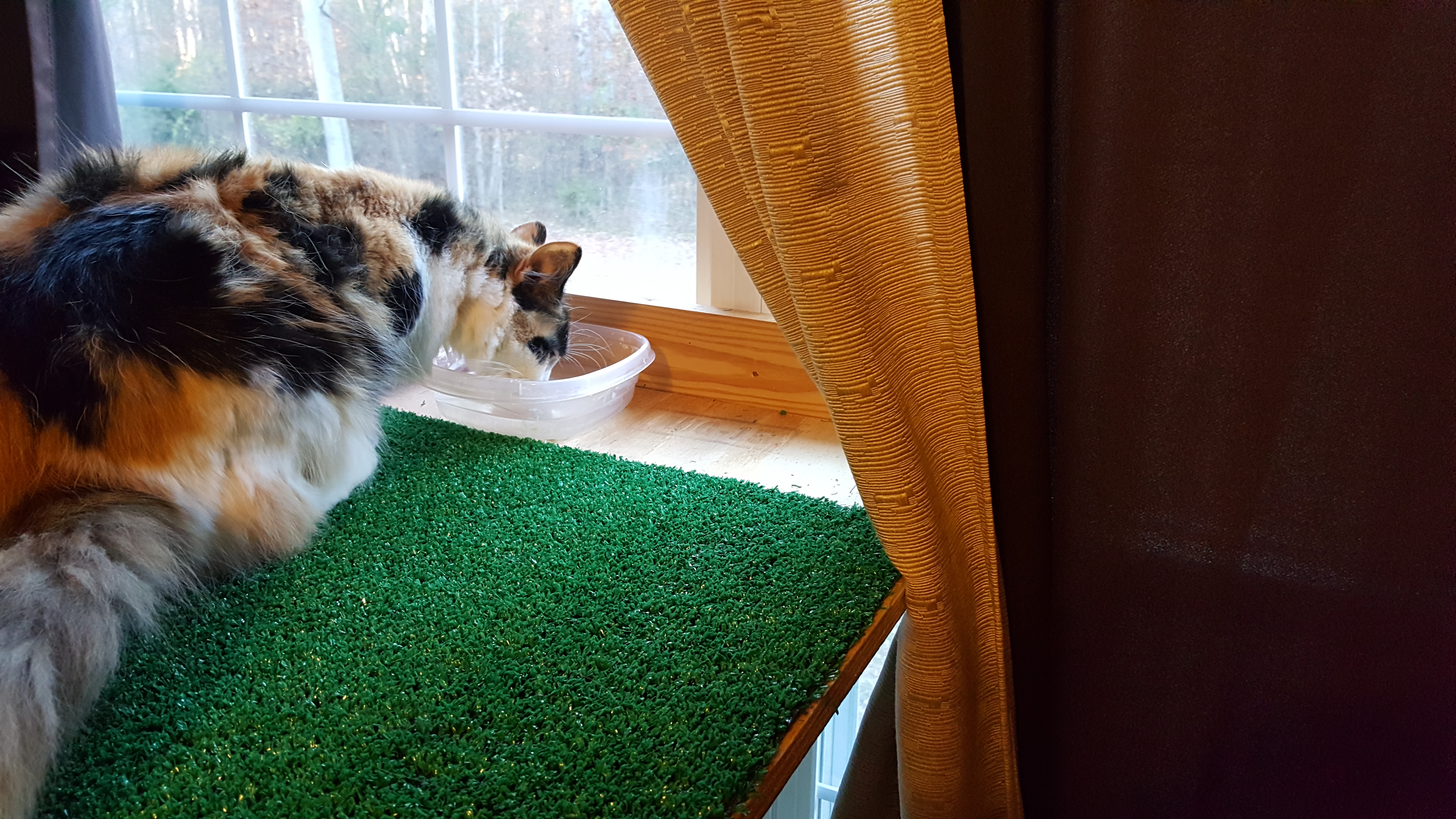 Cat Feeding Post : 3 Steps - Instructables