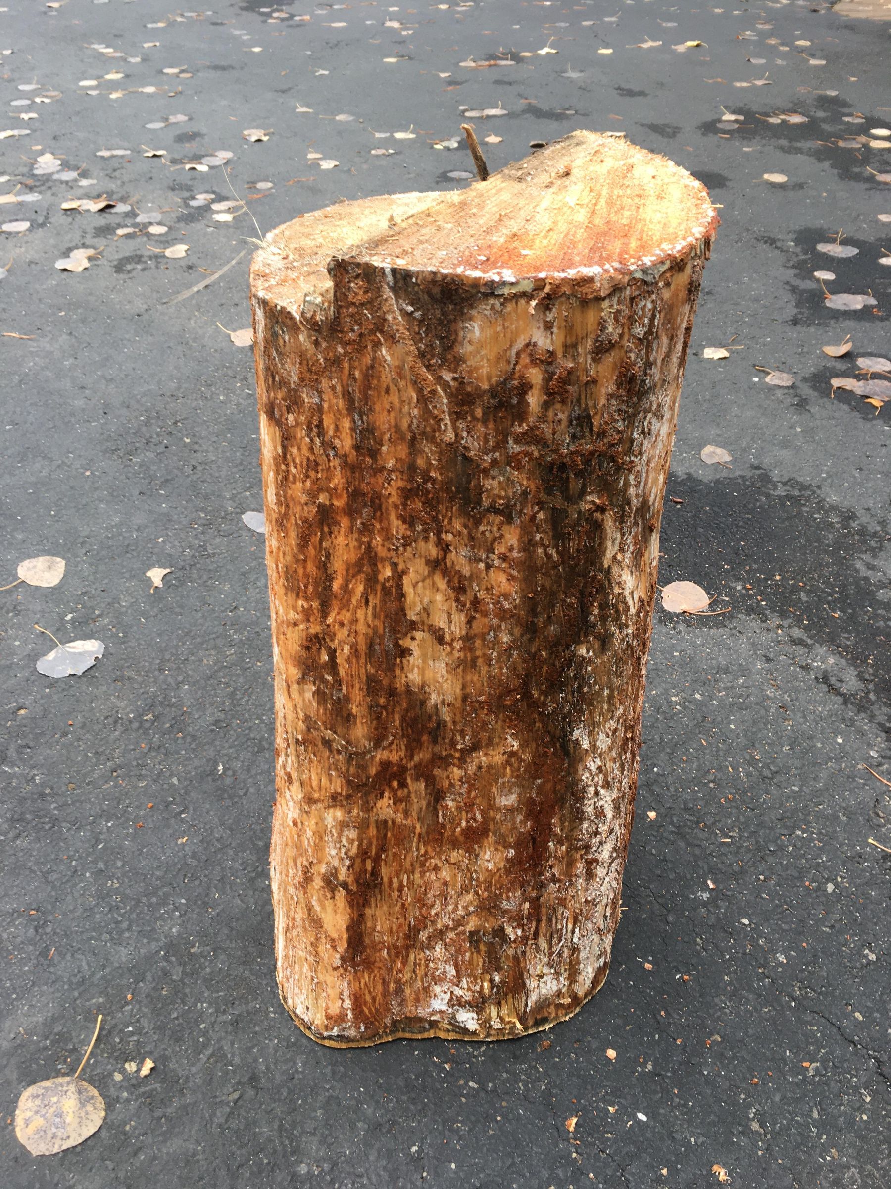 Wooden Deer Head : 11 Steps (with Pictures) - Instructables