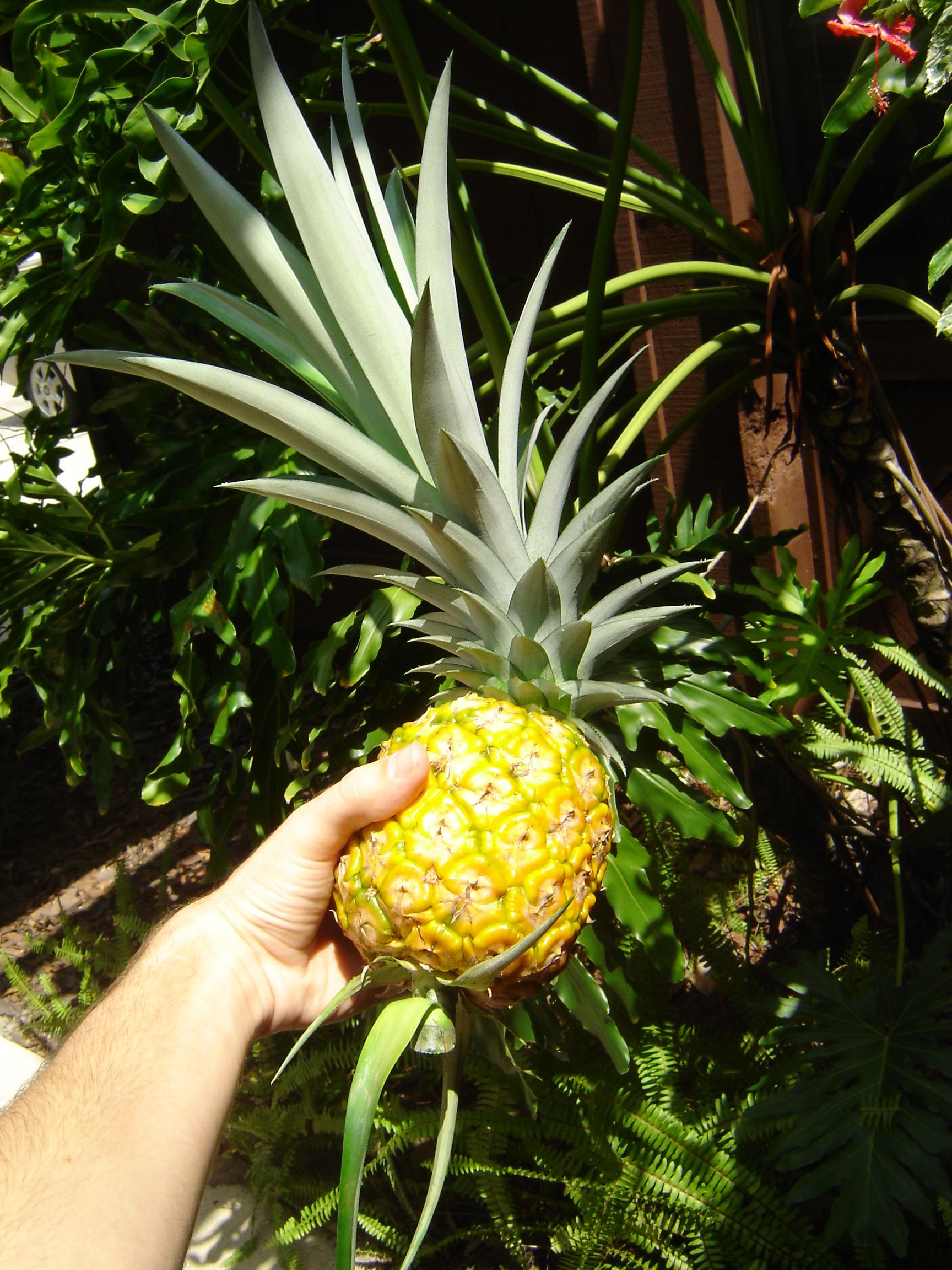 How to Grow Pineapples : 7 Steps (with Pictures) - Instructables