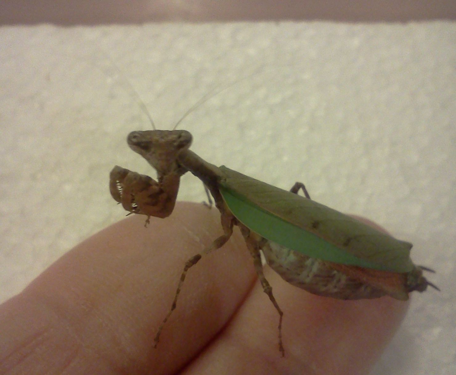 Keeping a Praying Mantis As a Pet - Instructables