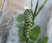 Caterpillar House : 6 Steps - Instructables