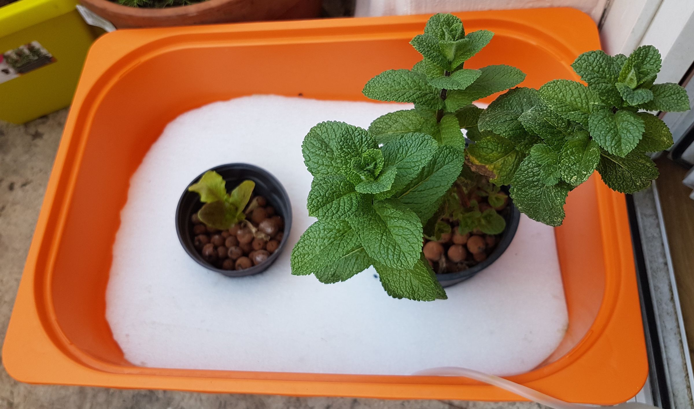 First Timer Hydroponics: the Raft System : 8 Steps (with Pictures ...