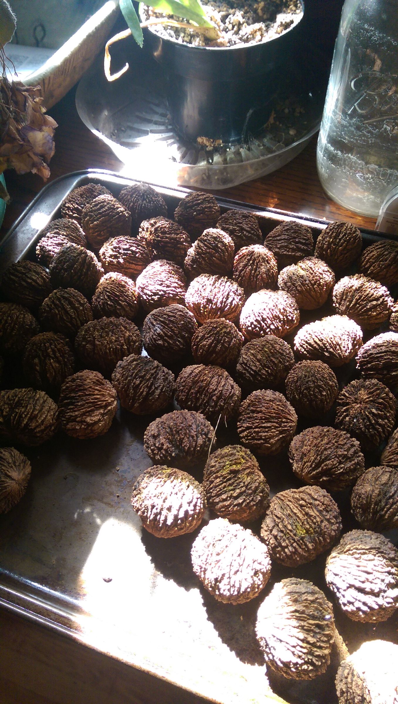 Forage and Process Your Own Black Walnuts! : 6 Steps (with Pictures ...