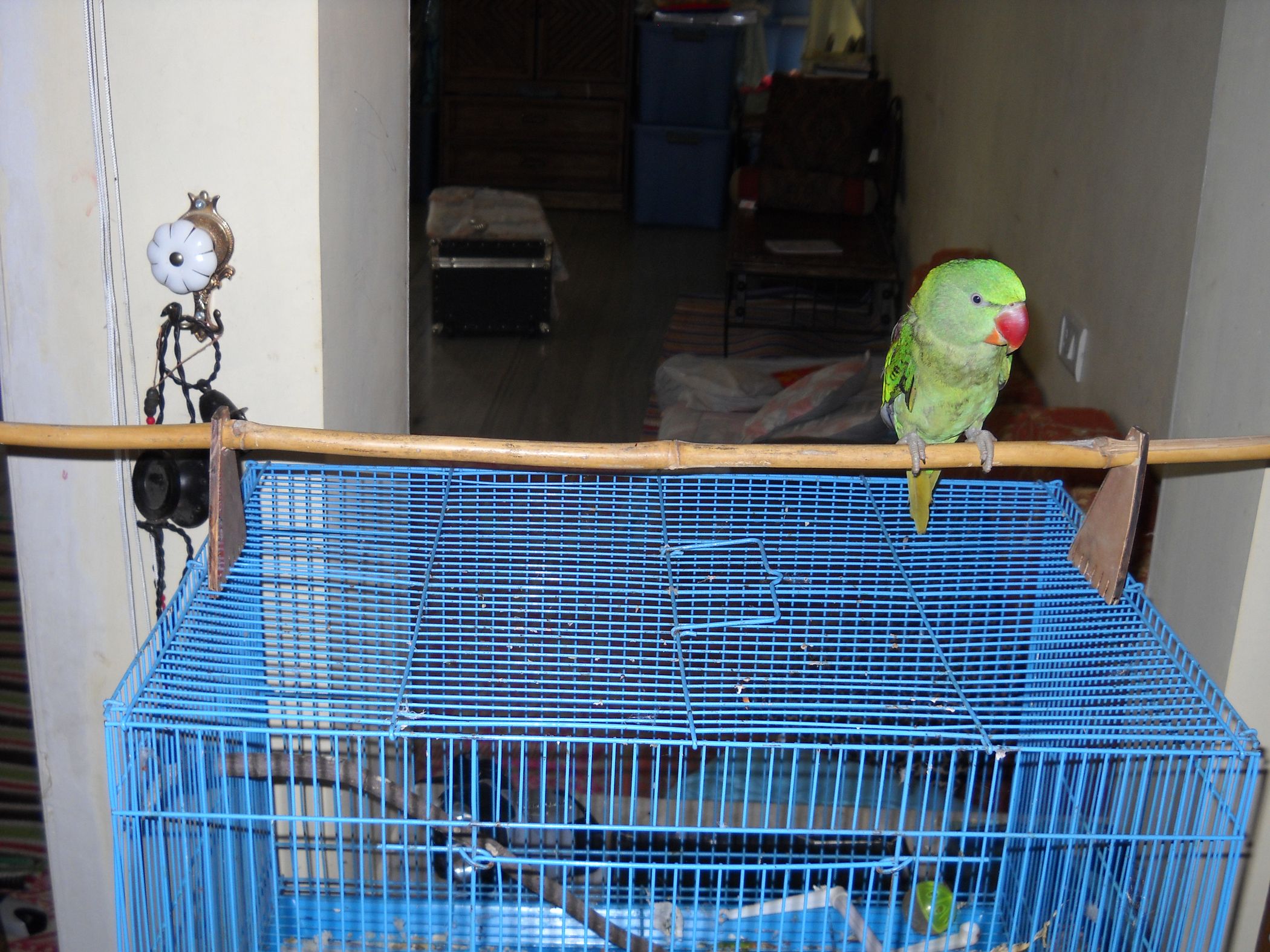 Make a Cage Top Parrot Perch ! : 4 Steps - Instructables