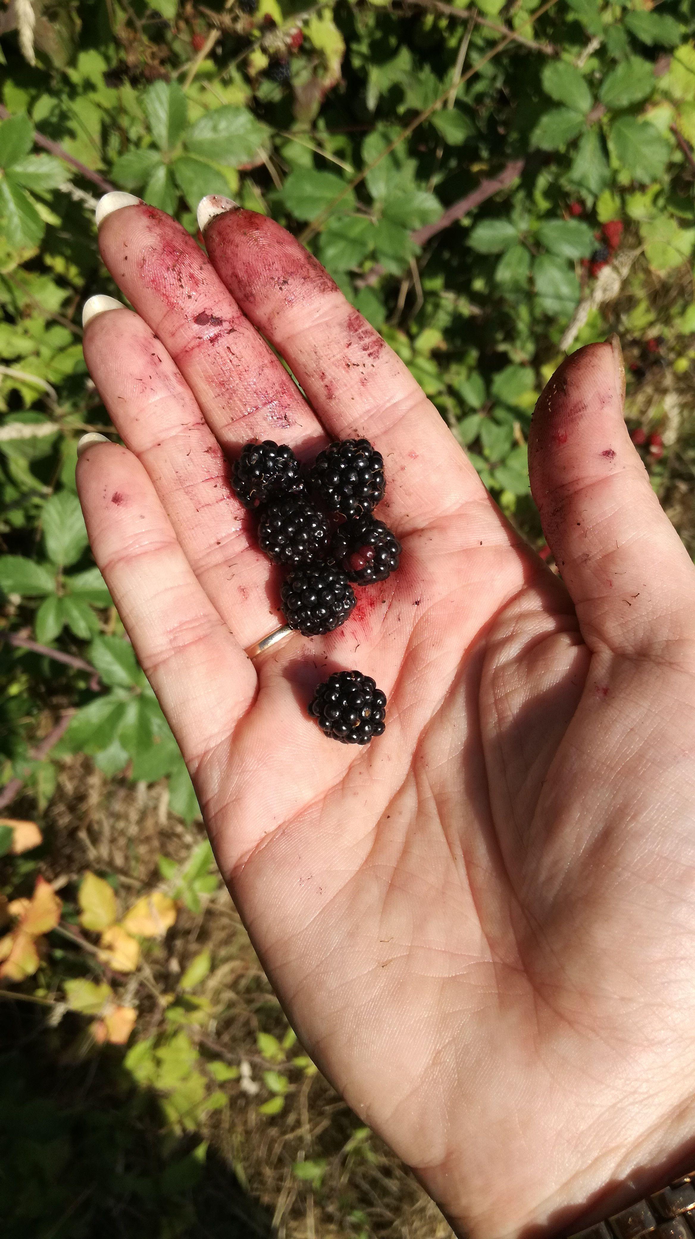 Foraged Fruit Parcels : 5 Steps (with Pictures) - Instructables