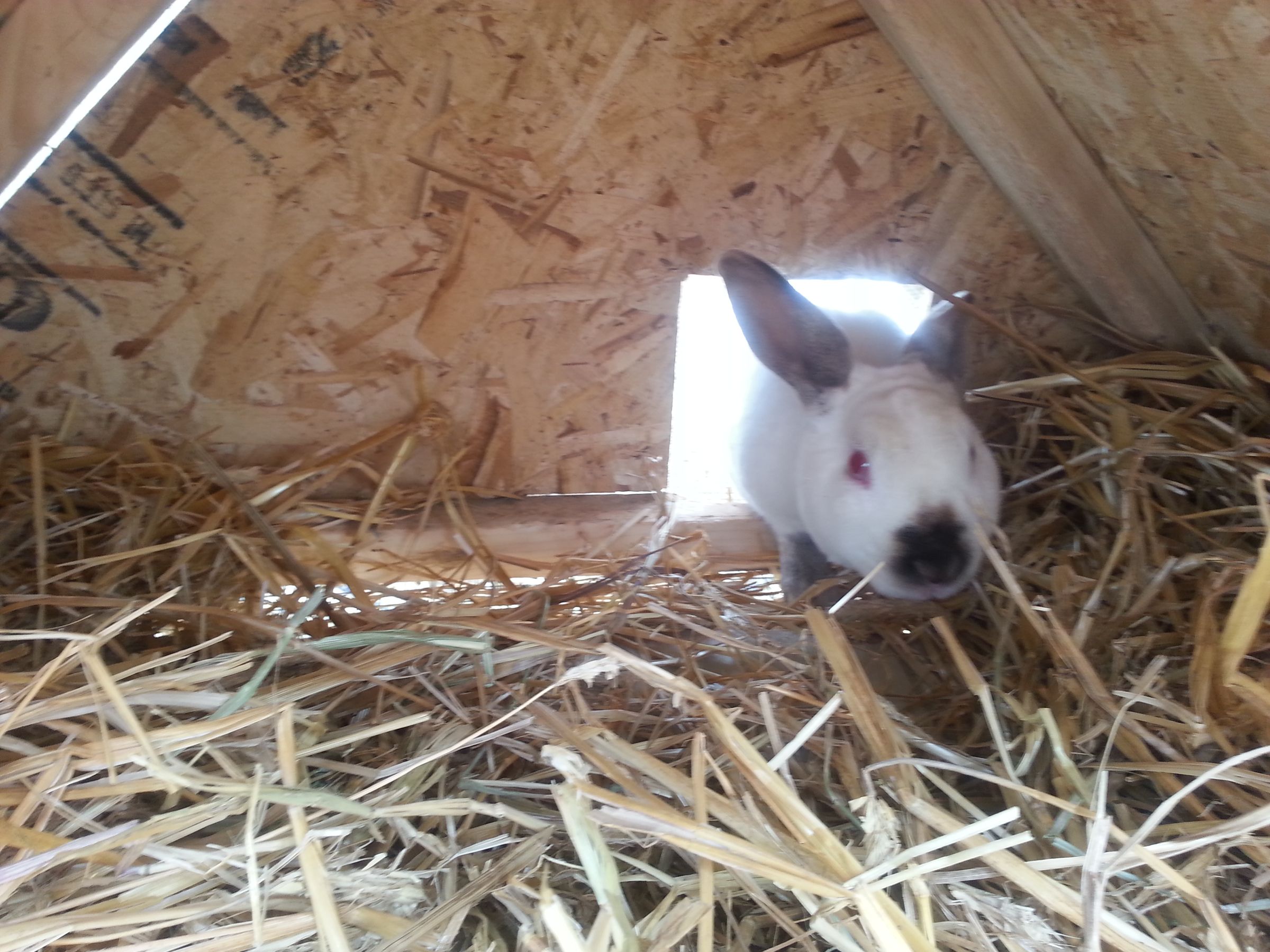 Super Great A-frame Rabbit Hutch! : 6 Steps (with Pictures) - Instructables