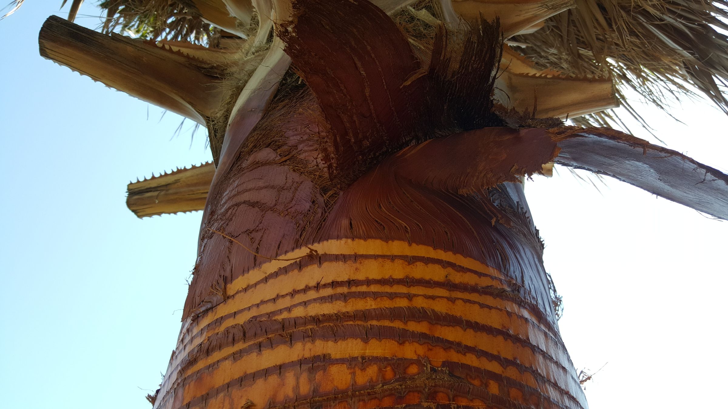 How to Cut Palm Tree's Leaves : 10 Steps (with Pictures) - Instructables