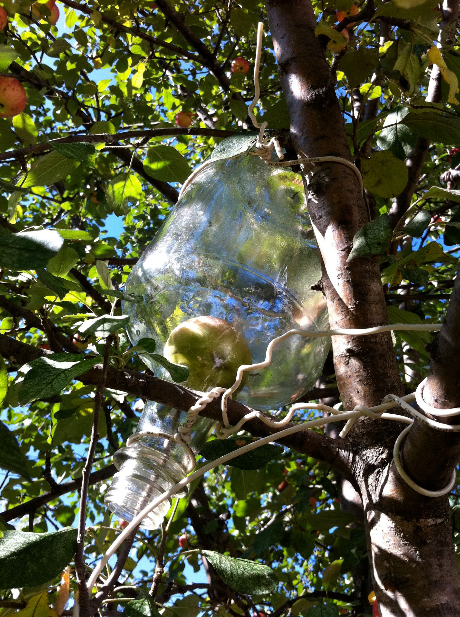 How to Grow an Apple in a Bottle : 15 Steps (with Pictures) - Instructables