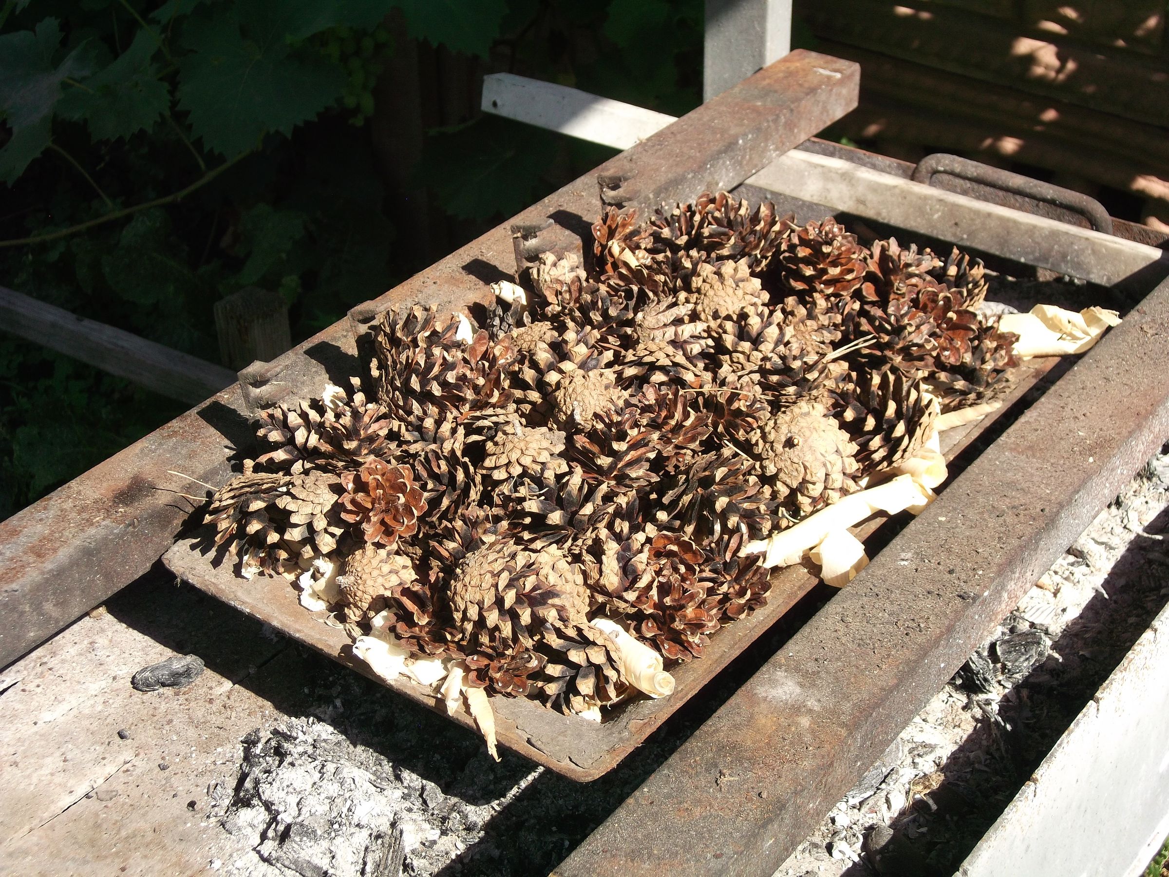 Processing Animal Bones for Composting (the Easy Way) : 7 Steps (with ...